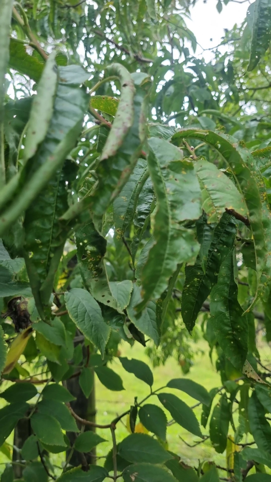 How to Treat Shot hole disease Disease on Peach?