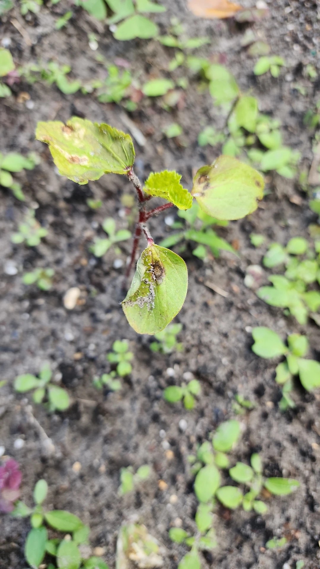 How to Treat Brown blotch Disease on Okra?