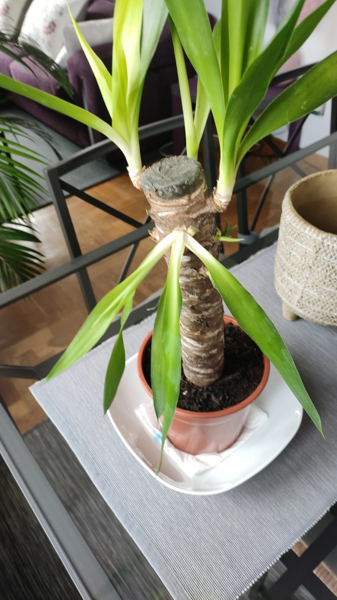 How to Treat Leaf spot Disease on Spineless yucca?