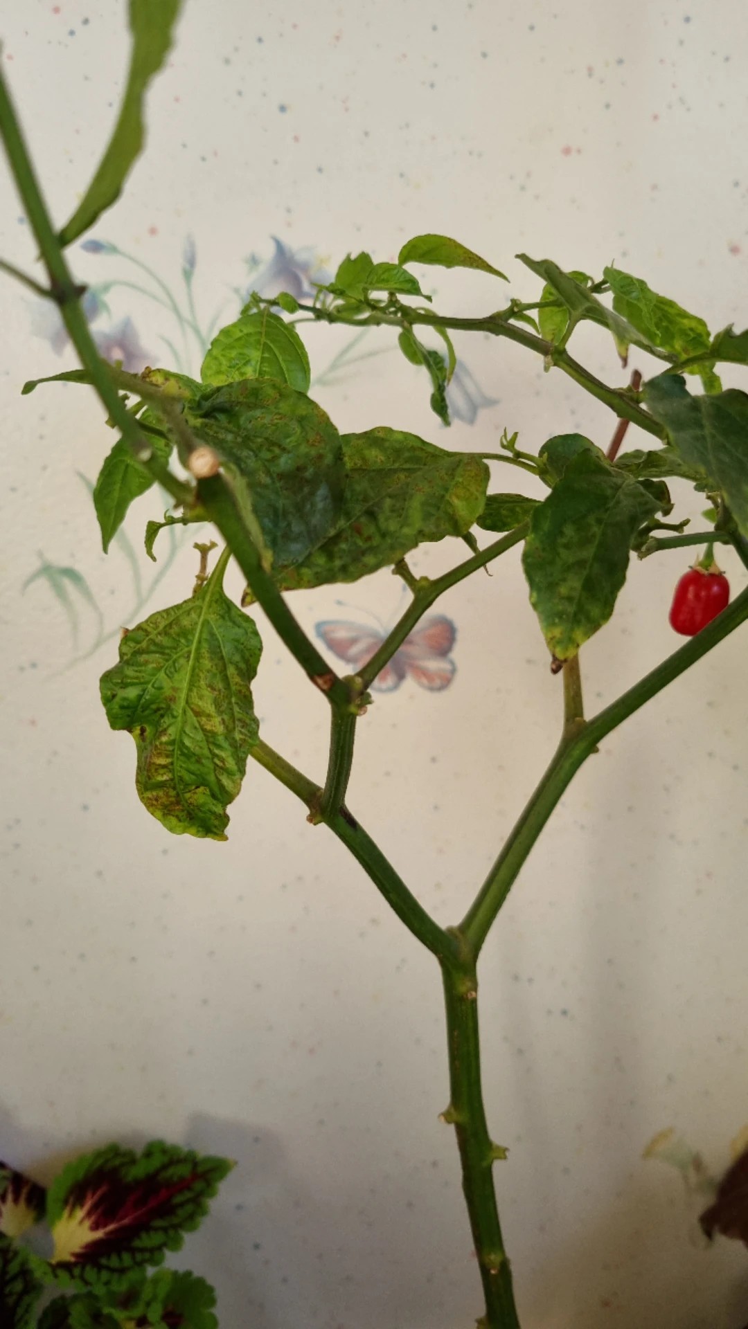 How to Treat Leaf rot Disease on Pepper?