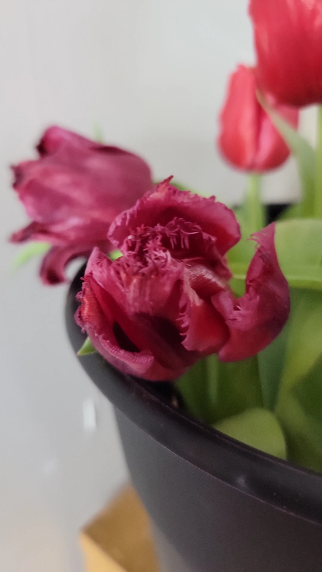 Wie behandelt man die Krankheit Welke bei Garten-Tulpe?