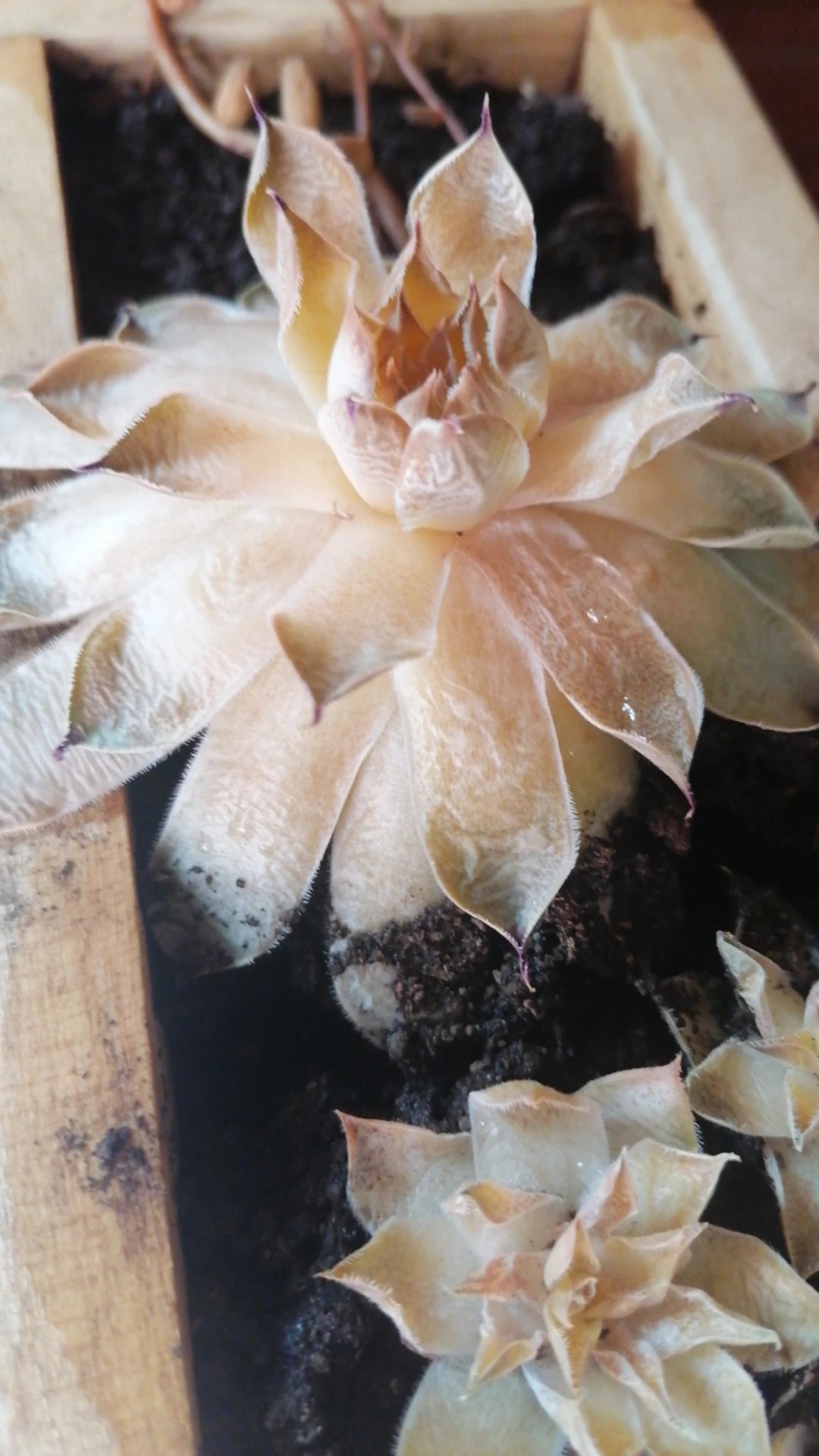 How to Treat Soft Rot Disease on Common houseleek?