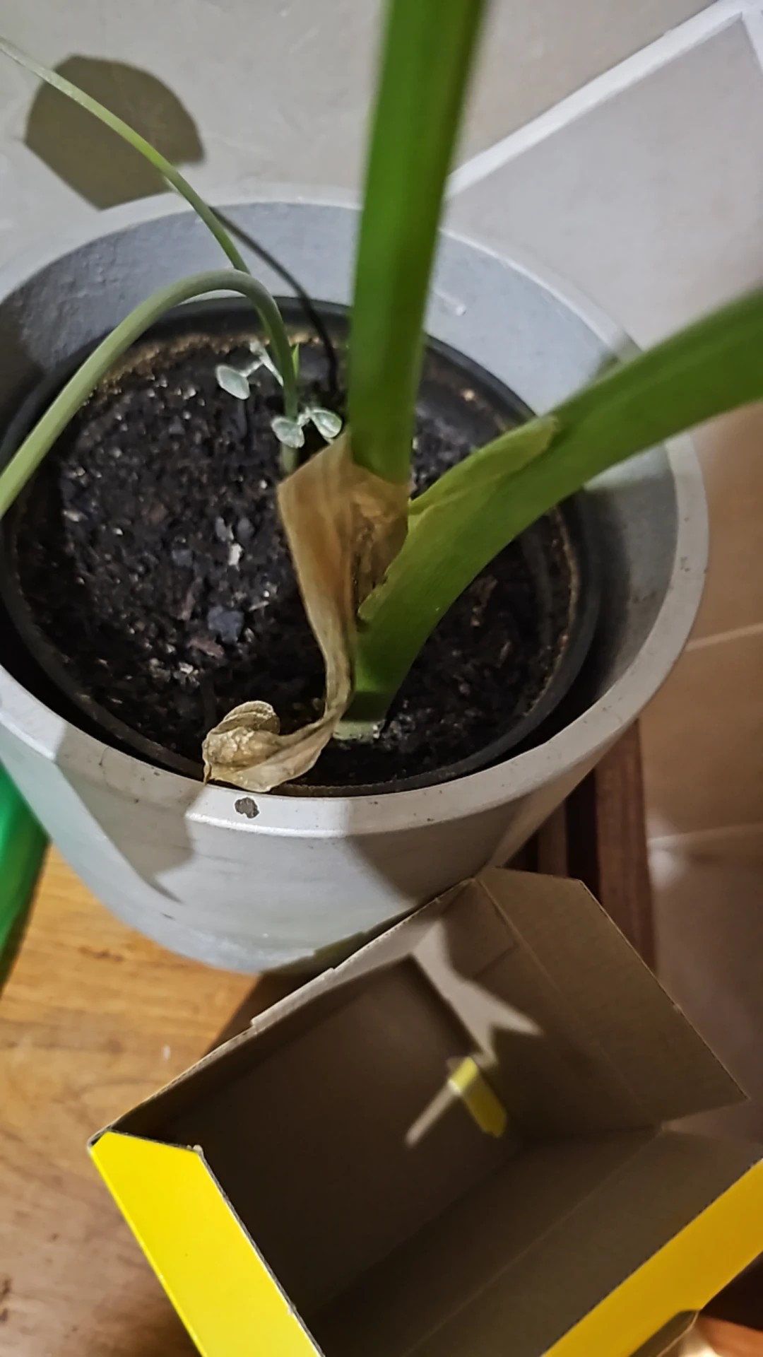How to Treat Brown blotch yellow edge Disease on Calla lily?