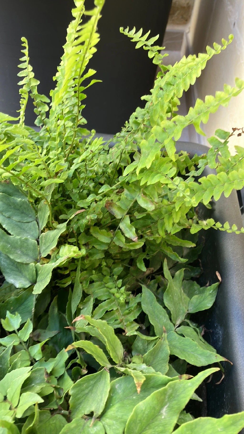 How to Treat Leaf rot Disease on Tuberous sword fern?