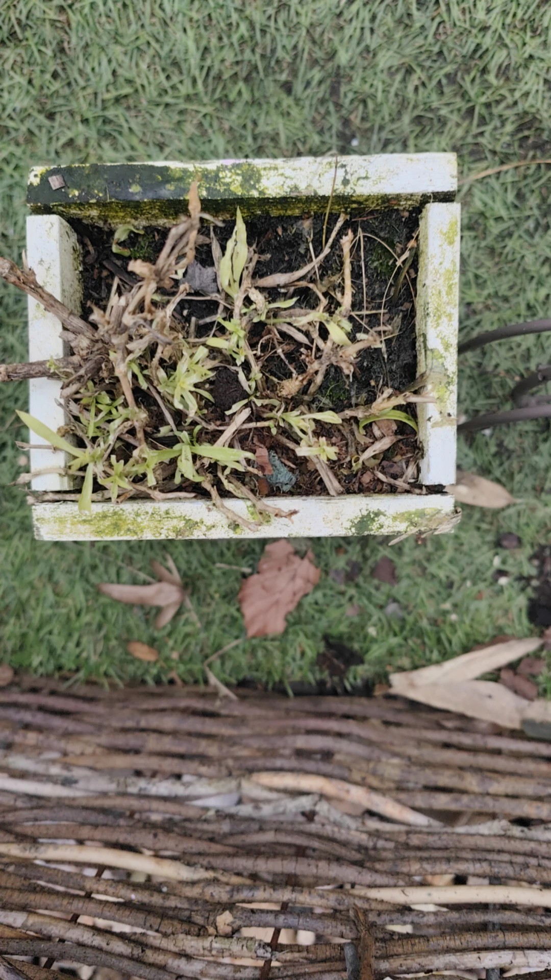 How to Treat Leaf rot Disease on Carnation?