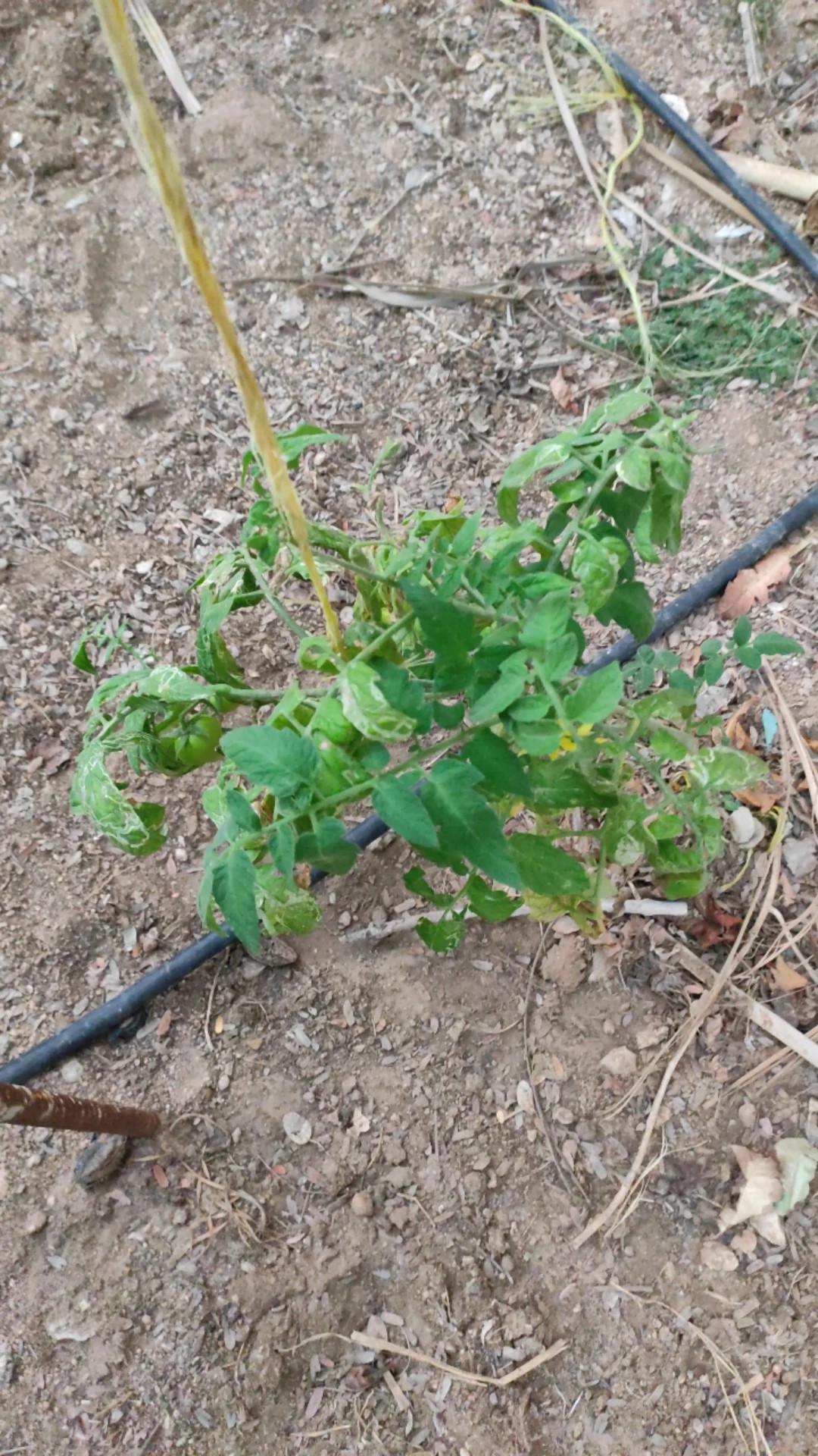How to Treat Leaf miners Disease on Tomato?
