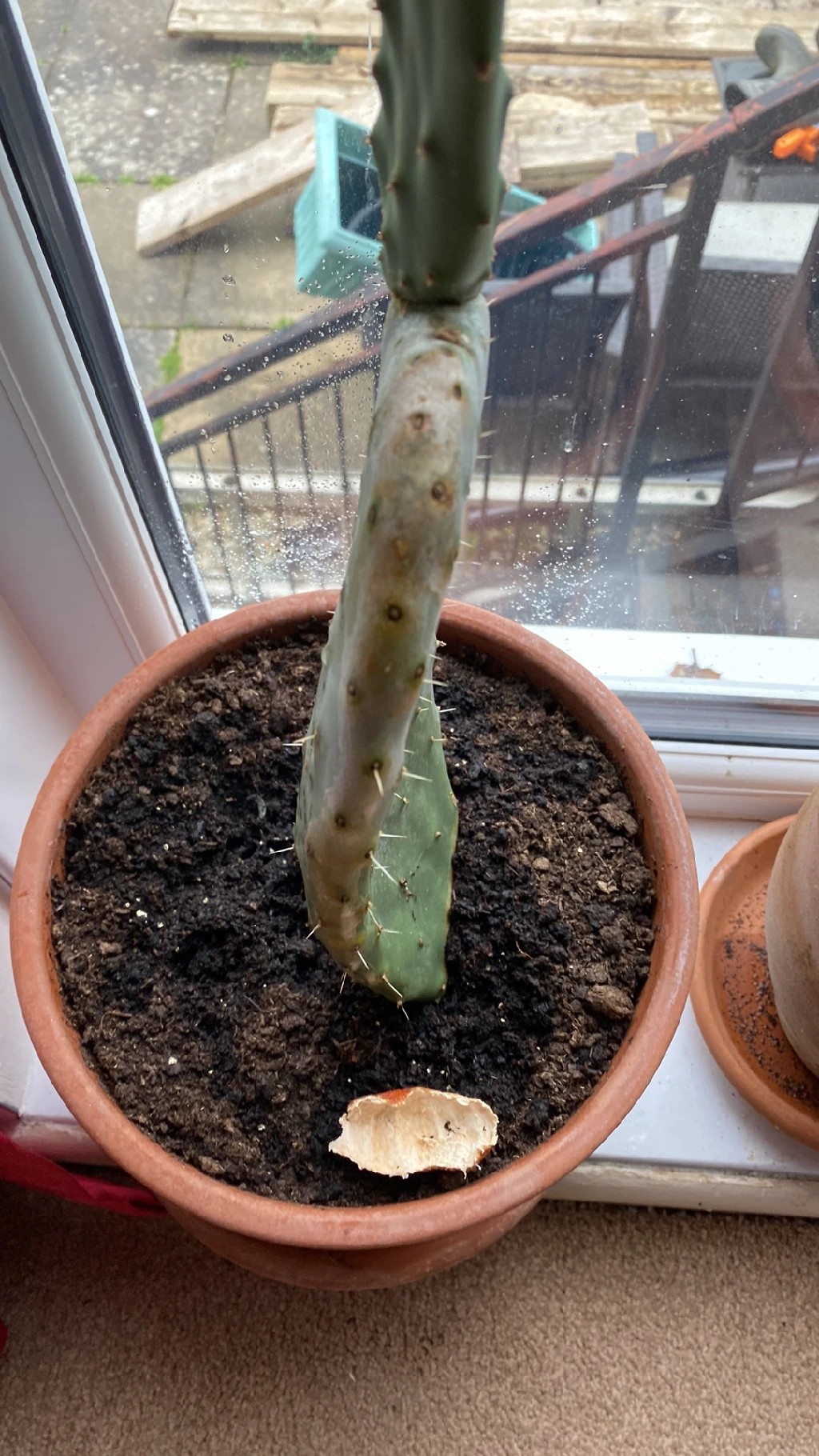 How to Treat stem brown spot Disease on Prickly pear?