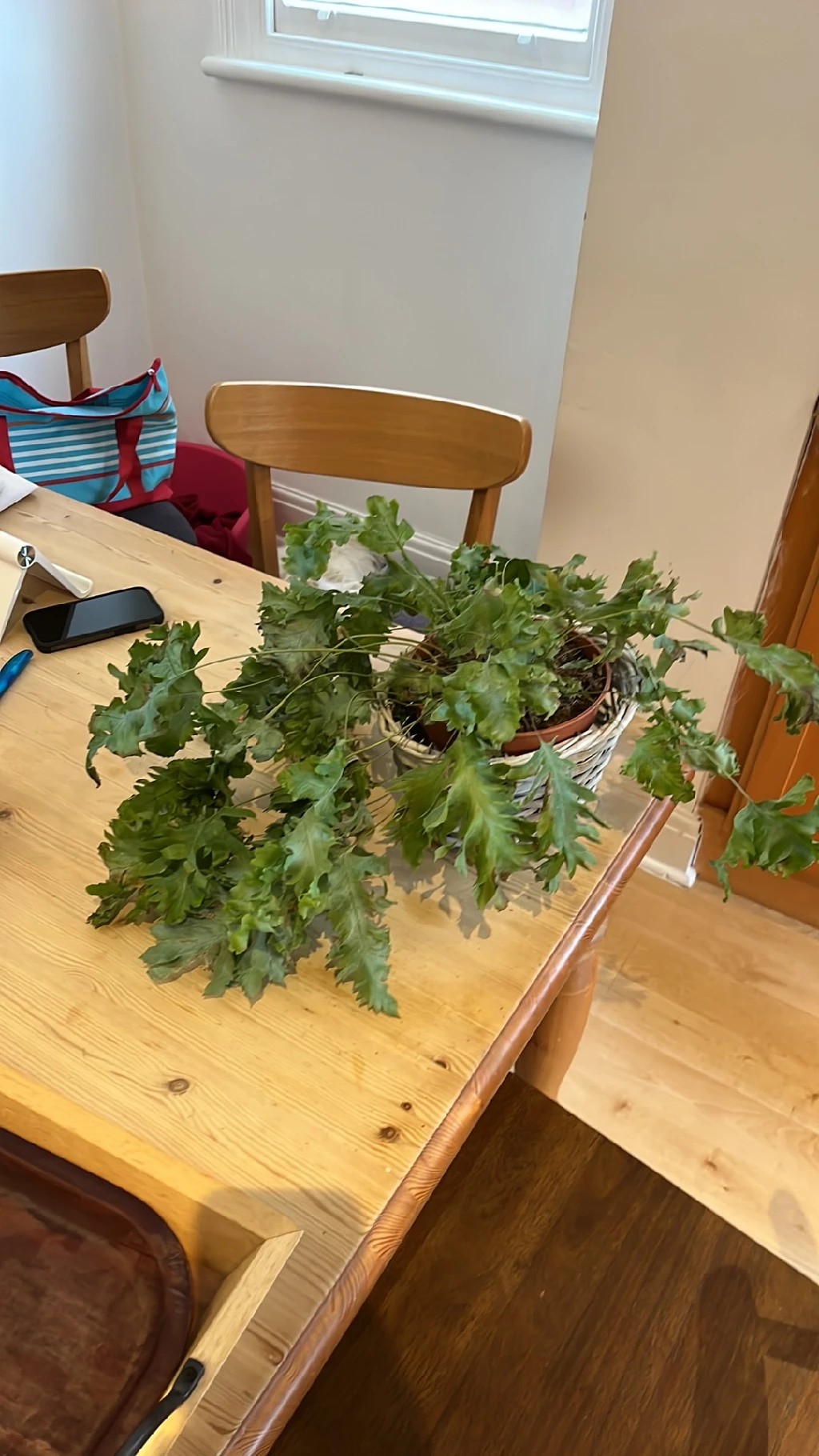 How to Treat Wilting Disease on Golden polypody?