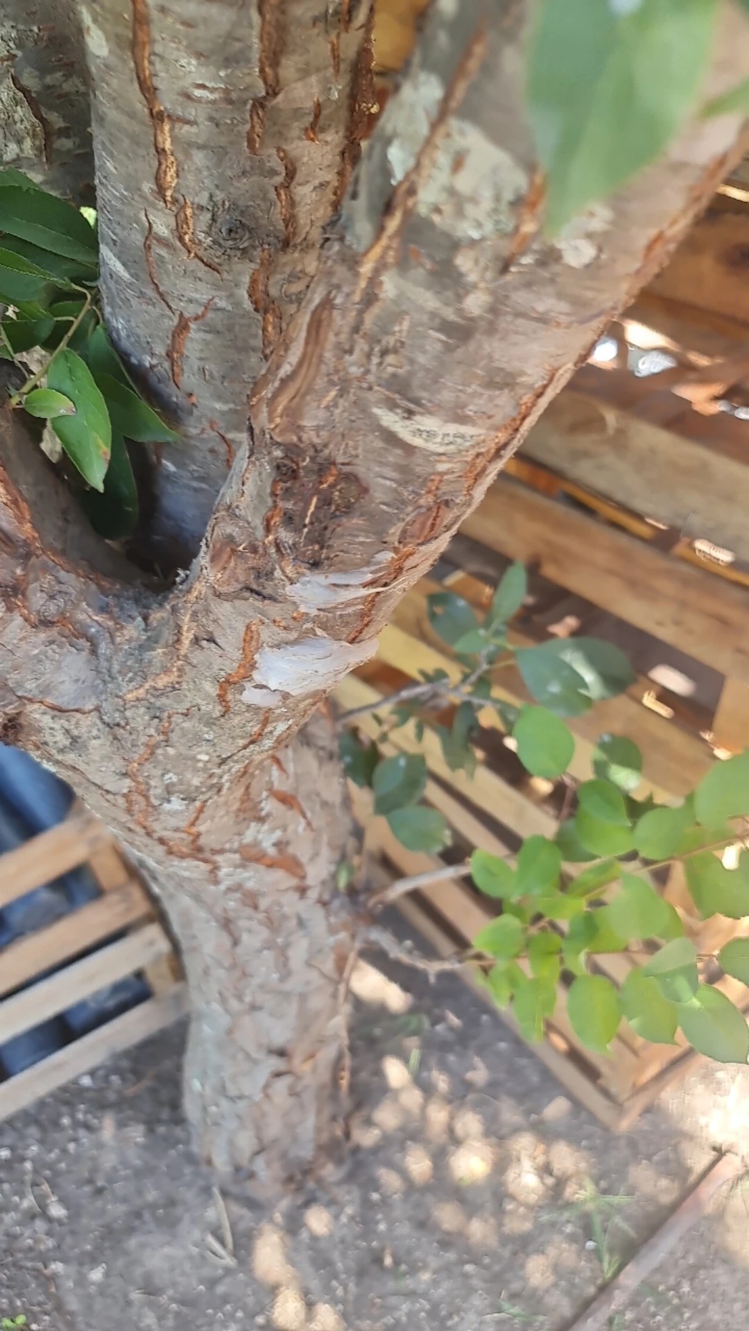 How to Treat Powdery mildew Disease on European plum?