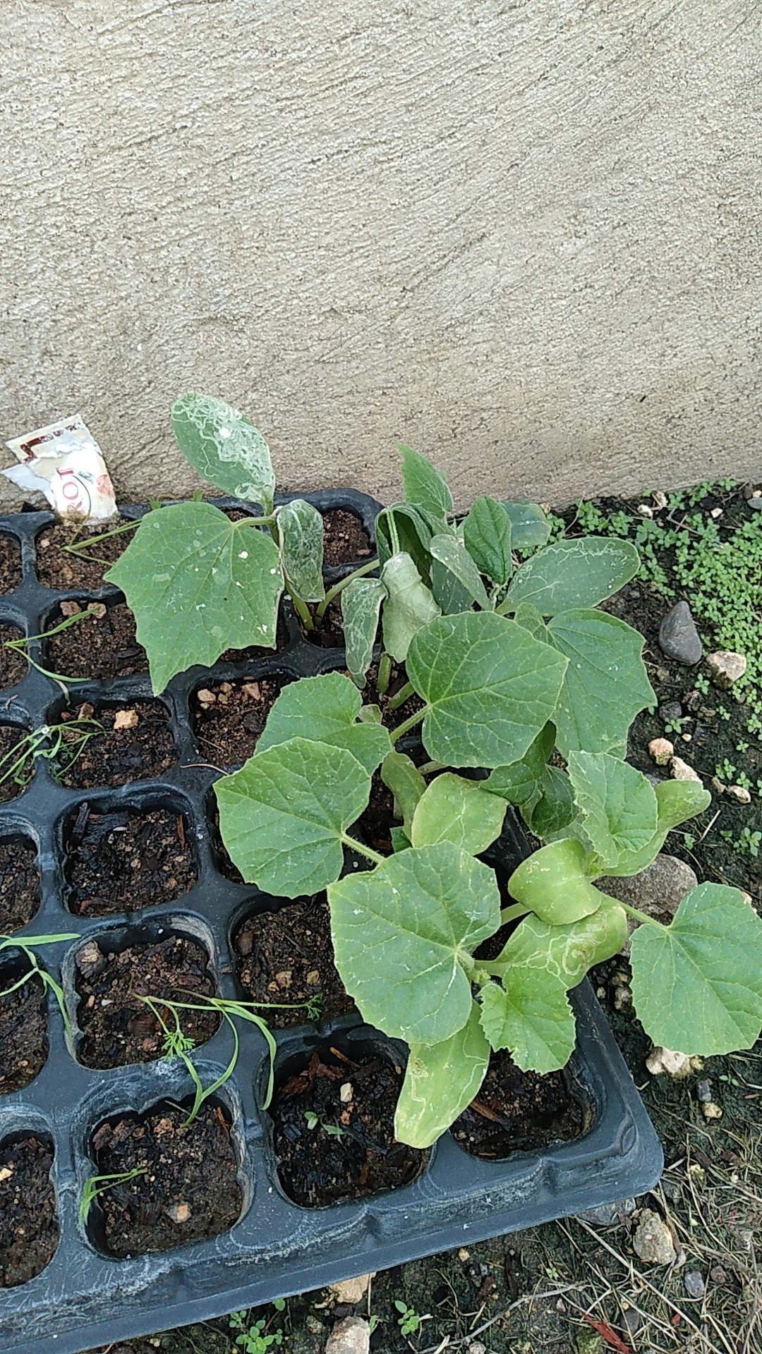 How to Treat Leaf miners Disease on Cucumber?