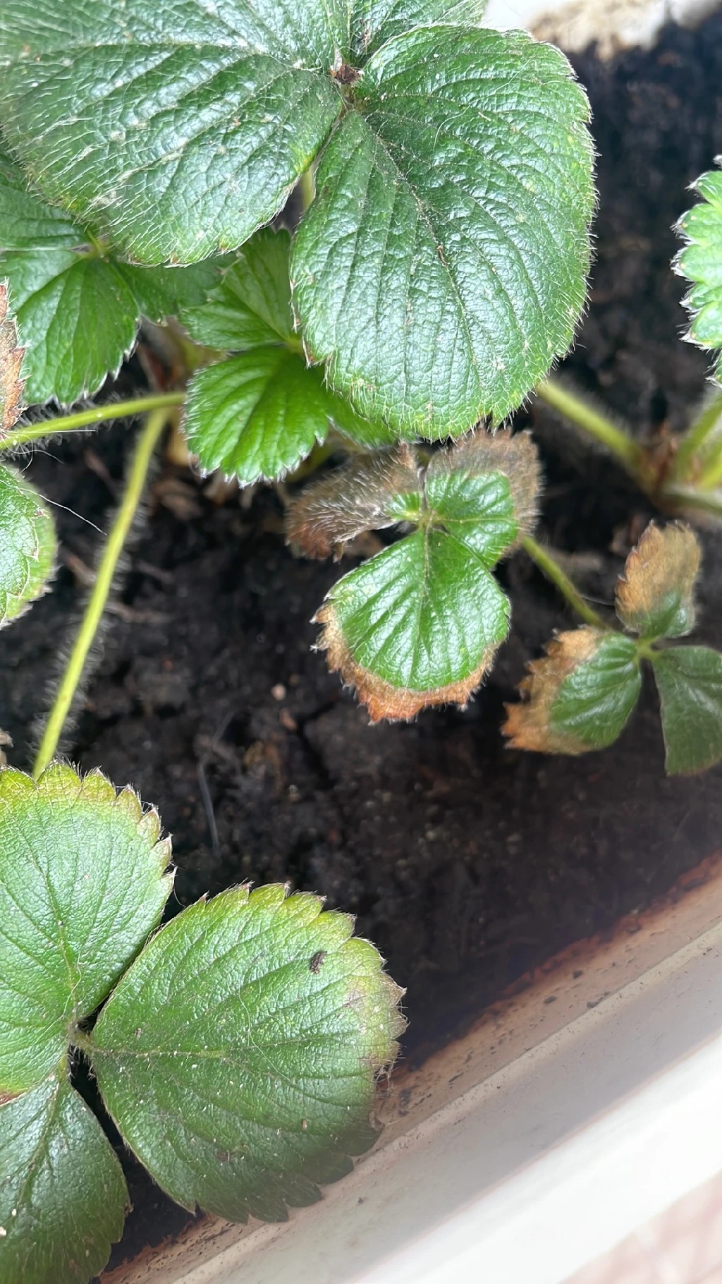 How to Treat Leaf blight Disease on Woodland strawberry?