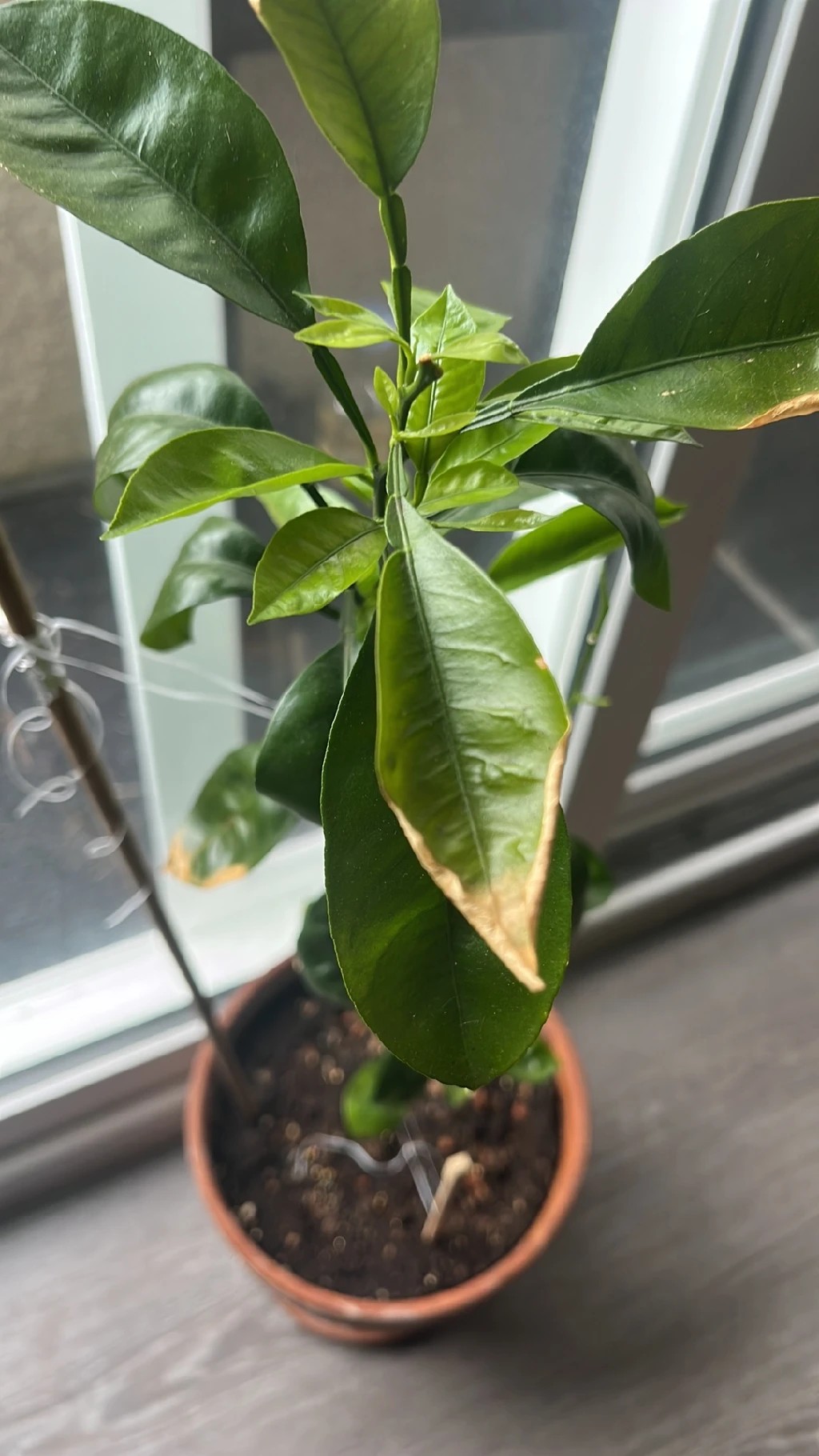 How to Treat Leaf rot Disease on Mandarin orange?
