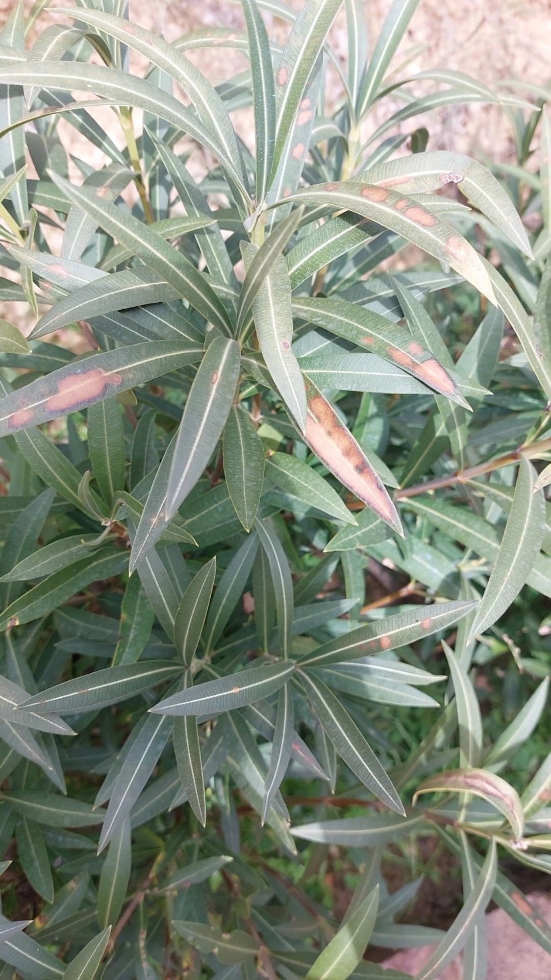 How to Treat Brown blotch Disease on Oleander?
