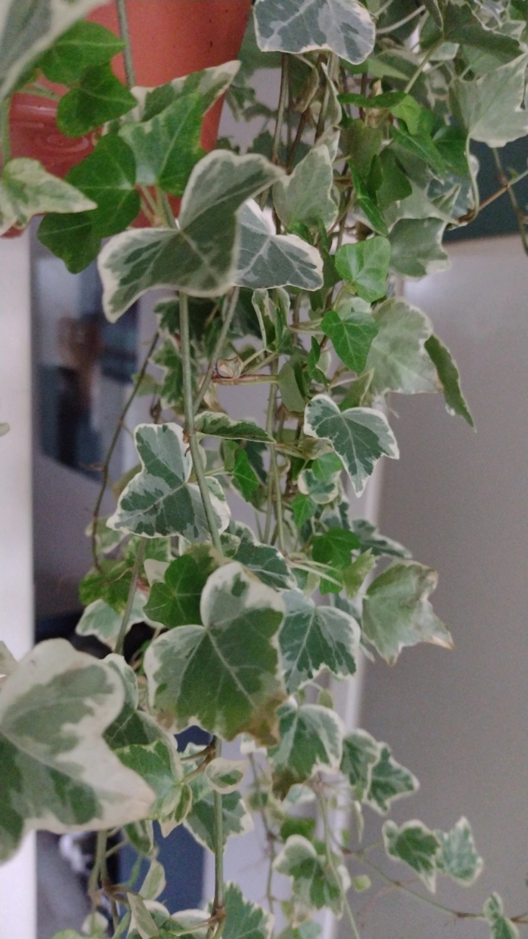 How to Treat Leaf blight Disease on English ivy?