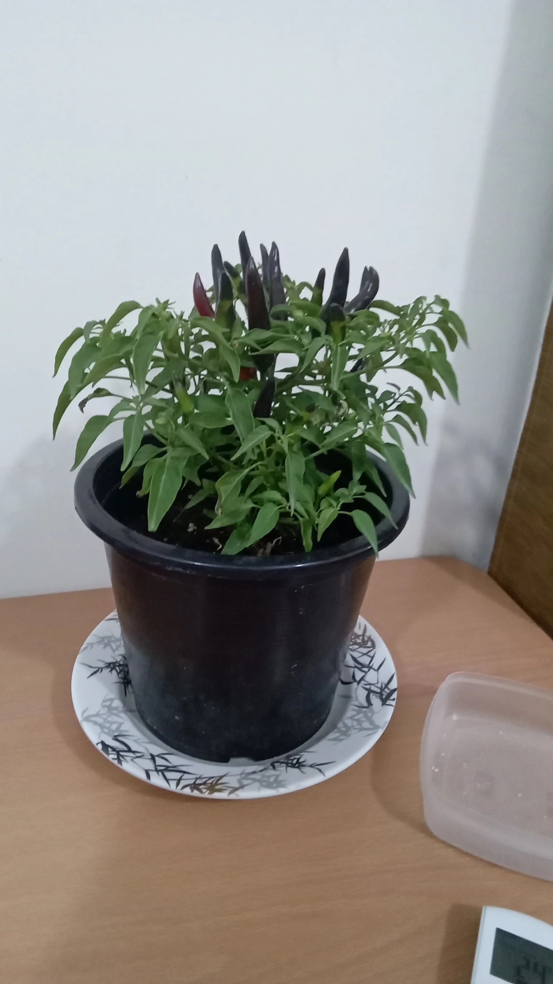 How to Treat Leaf rot Disease on Pepper?