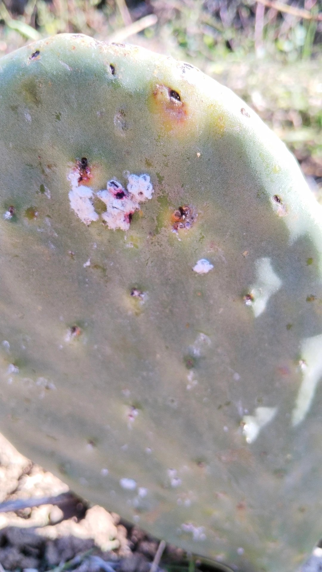 ¿Cómo tratar la enfermedad Cochinillas blancas en Nopal?