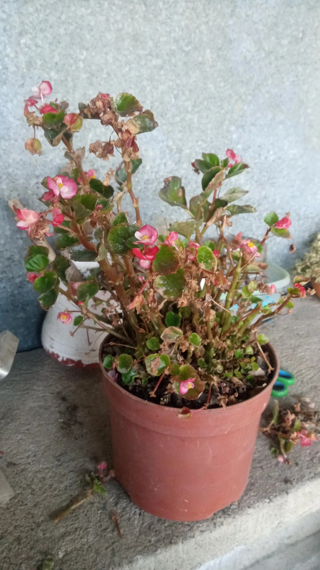 How to Treat Brown blotch Disease on Wax begonia?