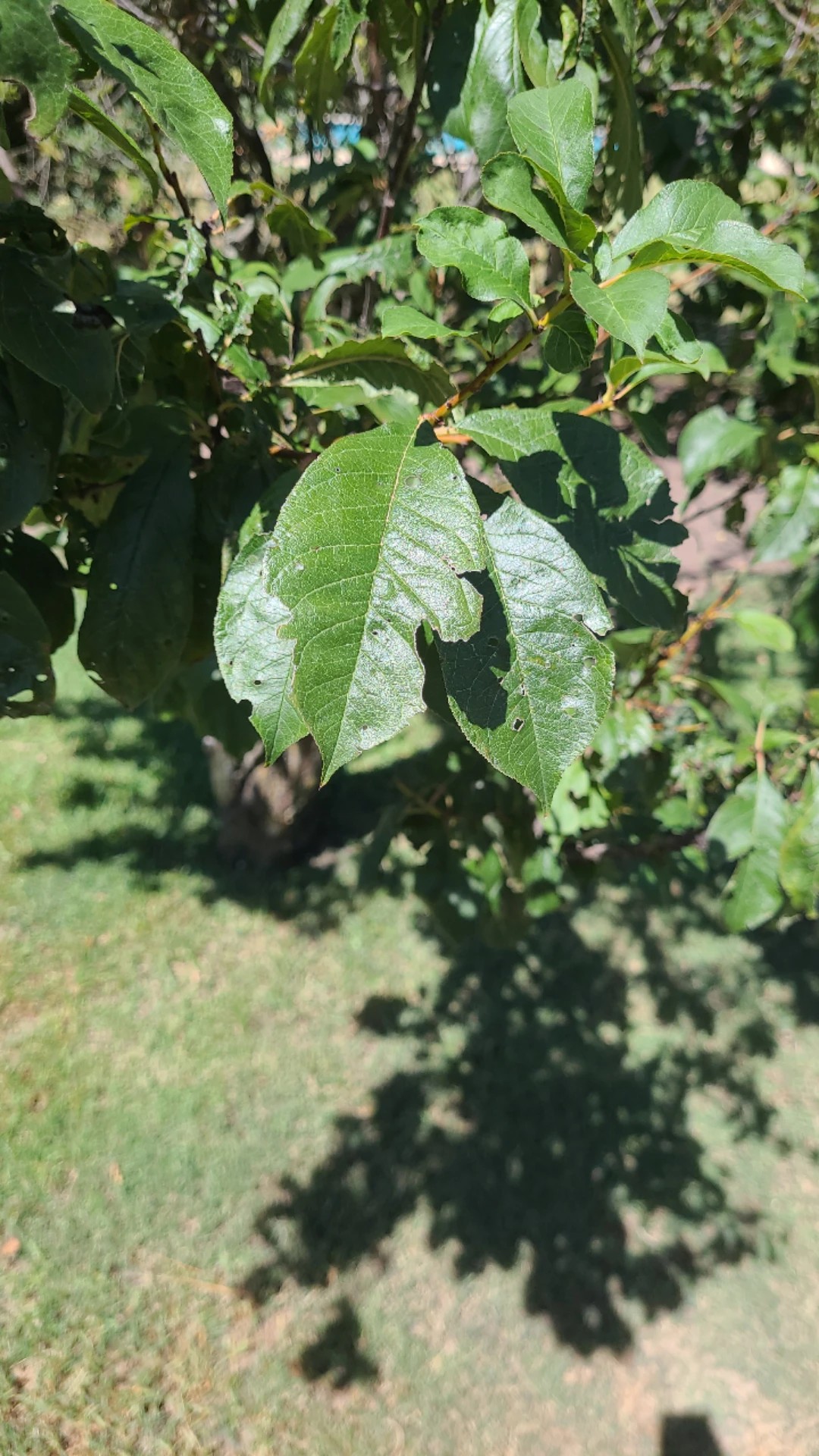 How to Treat Powdery mildew Disease on European plum?