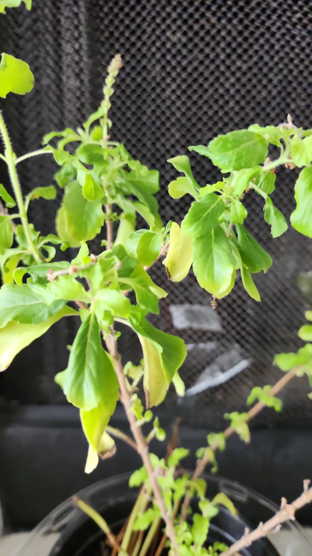 How to Treat Leaf rot Disease on Holy basil?