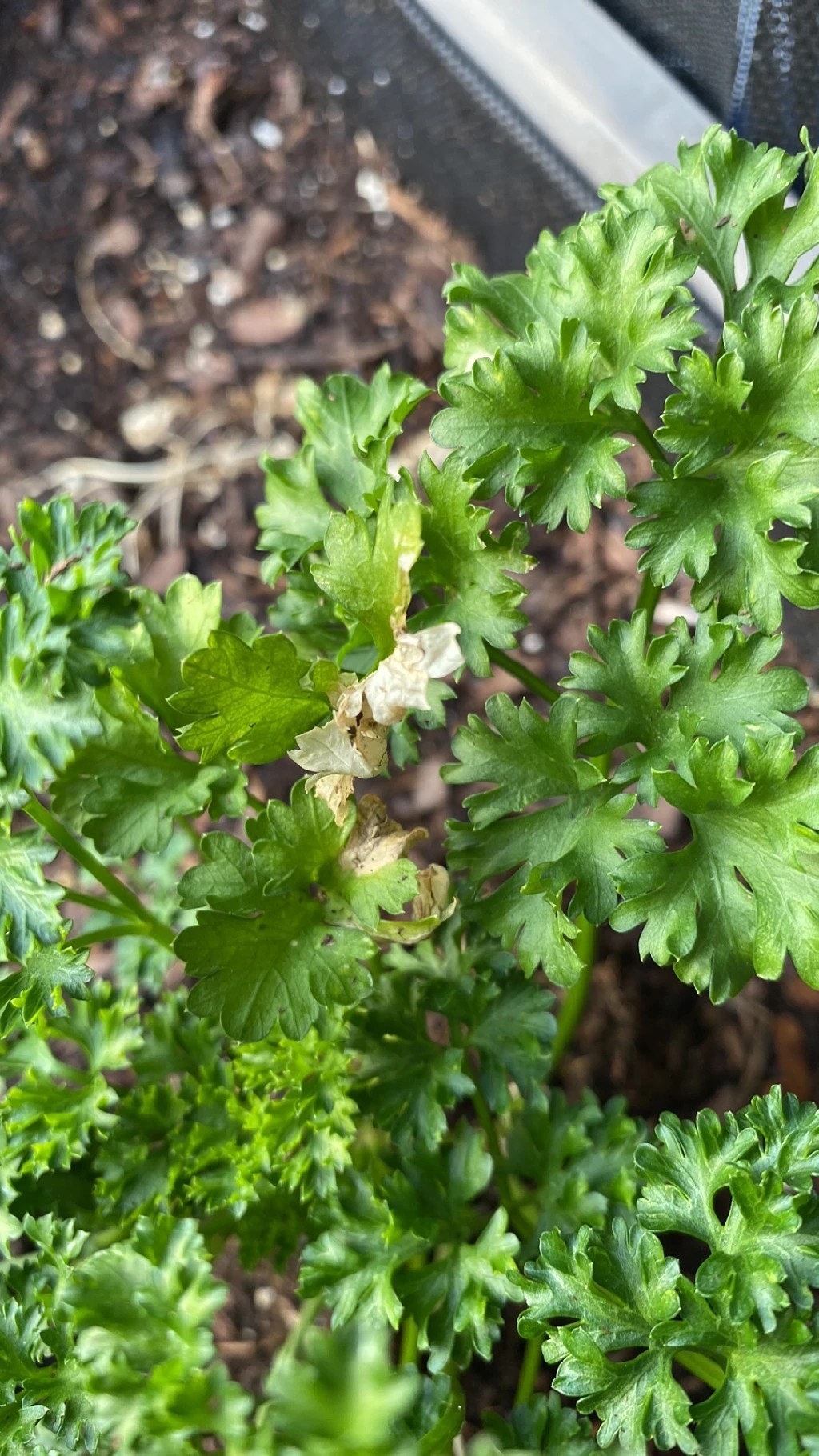How to Treat Leaf rot Disease on Parsley?