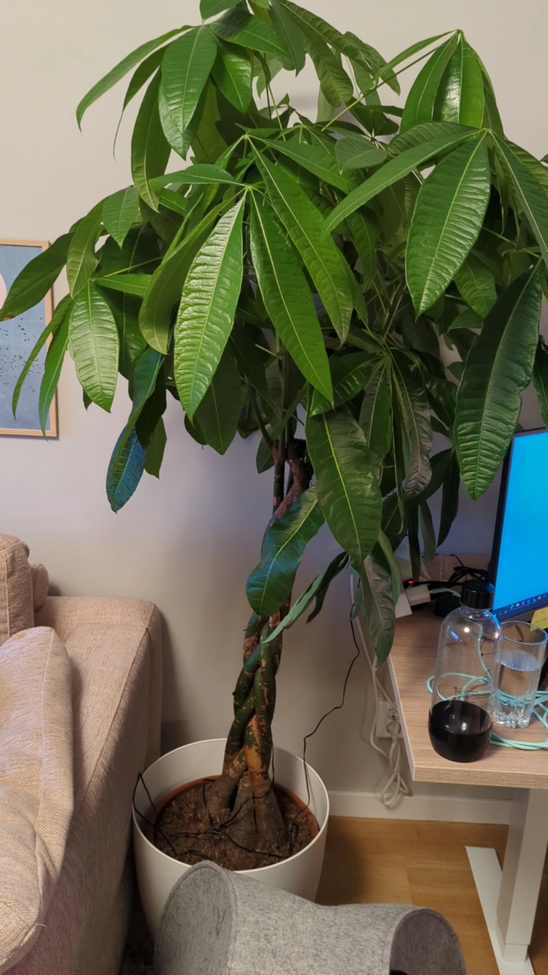 How to Treat Brown blotch Disease on Money tree?