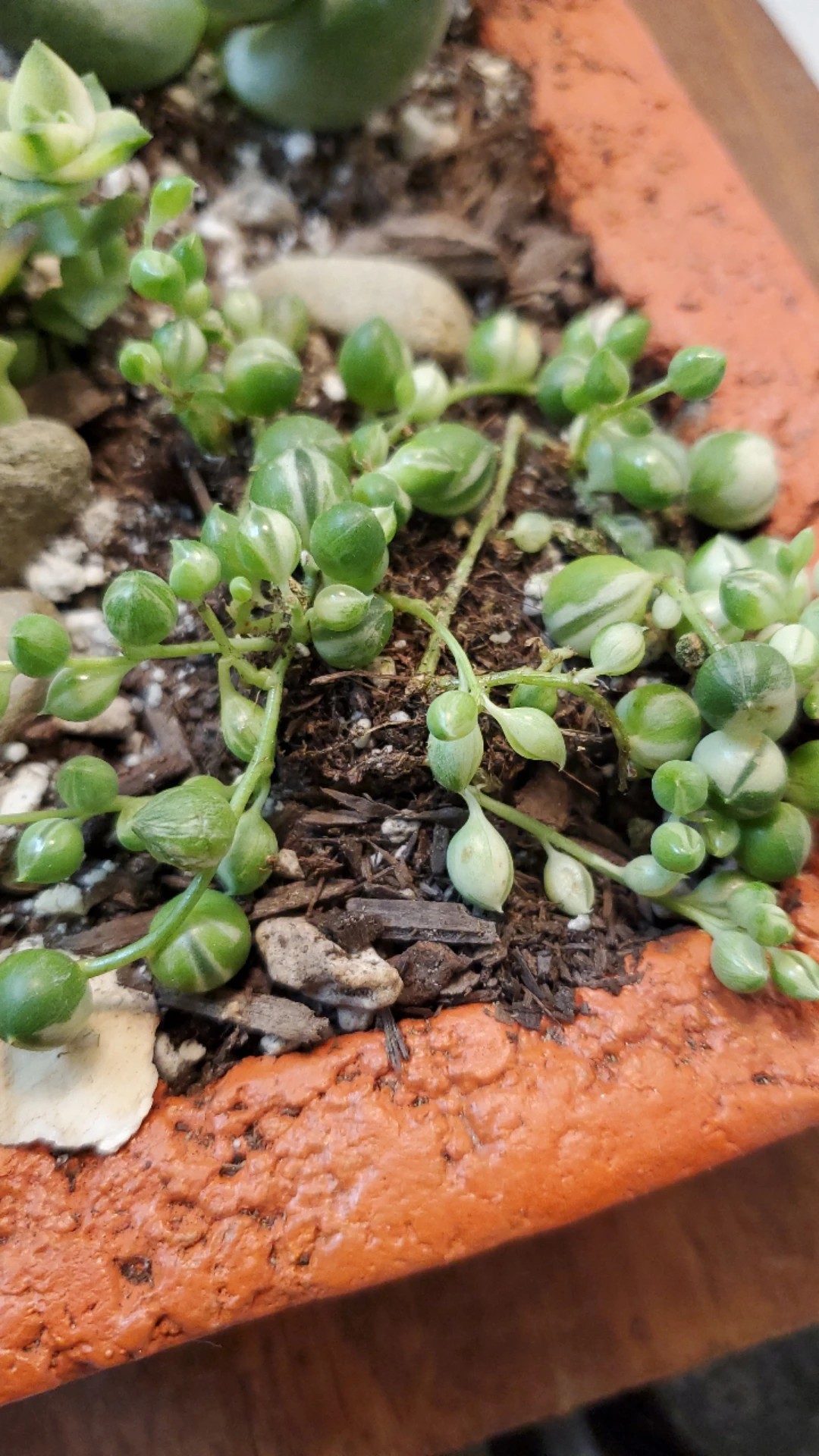 How to Treat Leaf rot Disease on String of pearls?