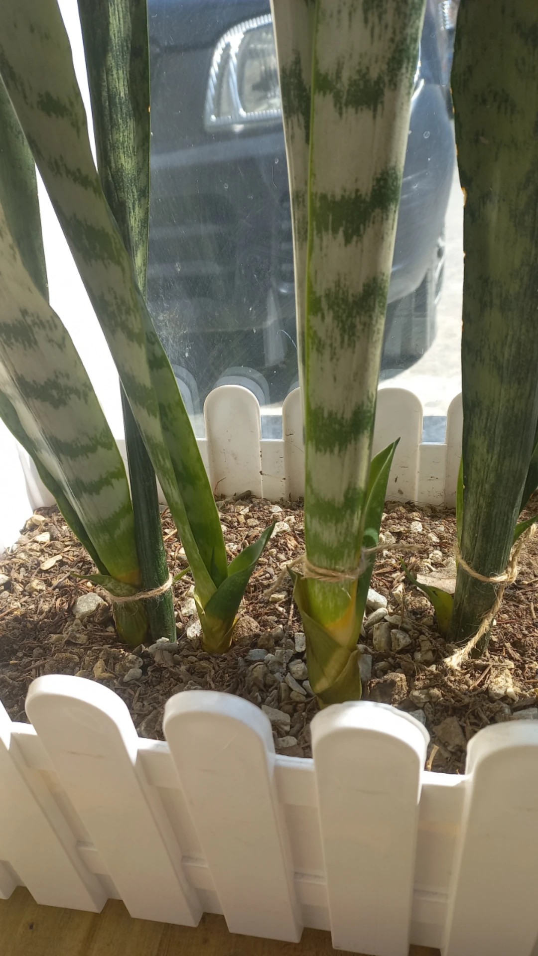 How to Treat Leaf rot Disease on Snake plant?