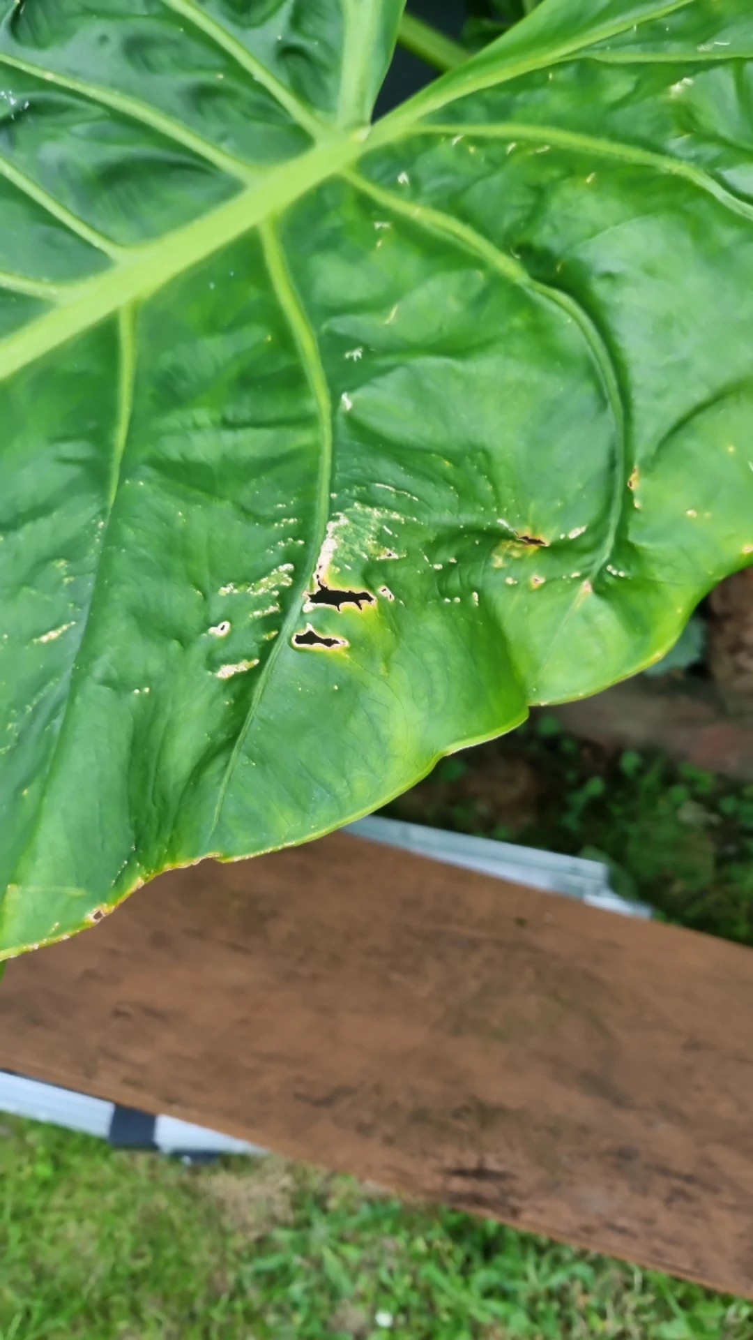 How to Treat Brown blotch yellow edge Disease on Giant taro?