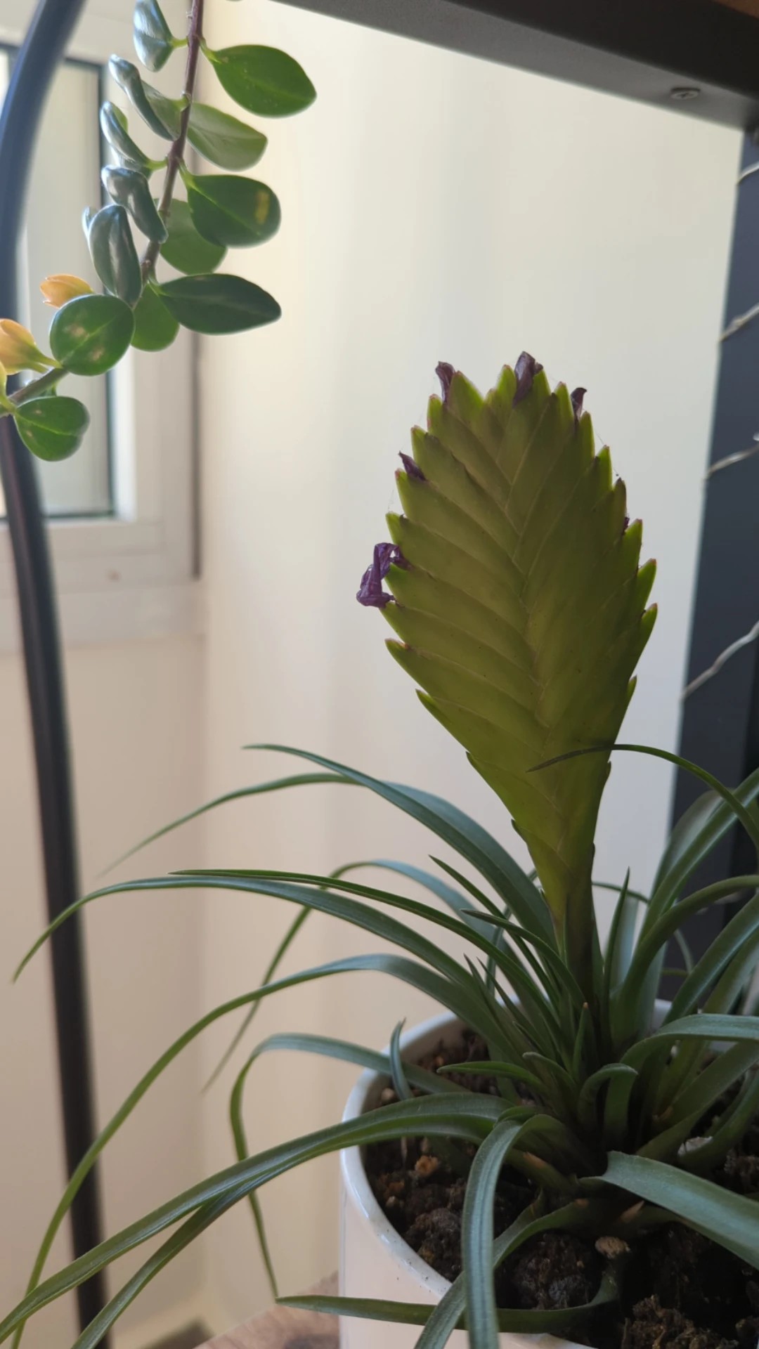 How to Treat flower wilting Disease on Pink quill?