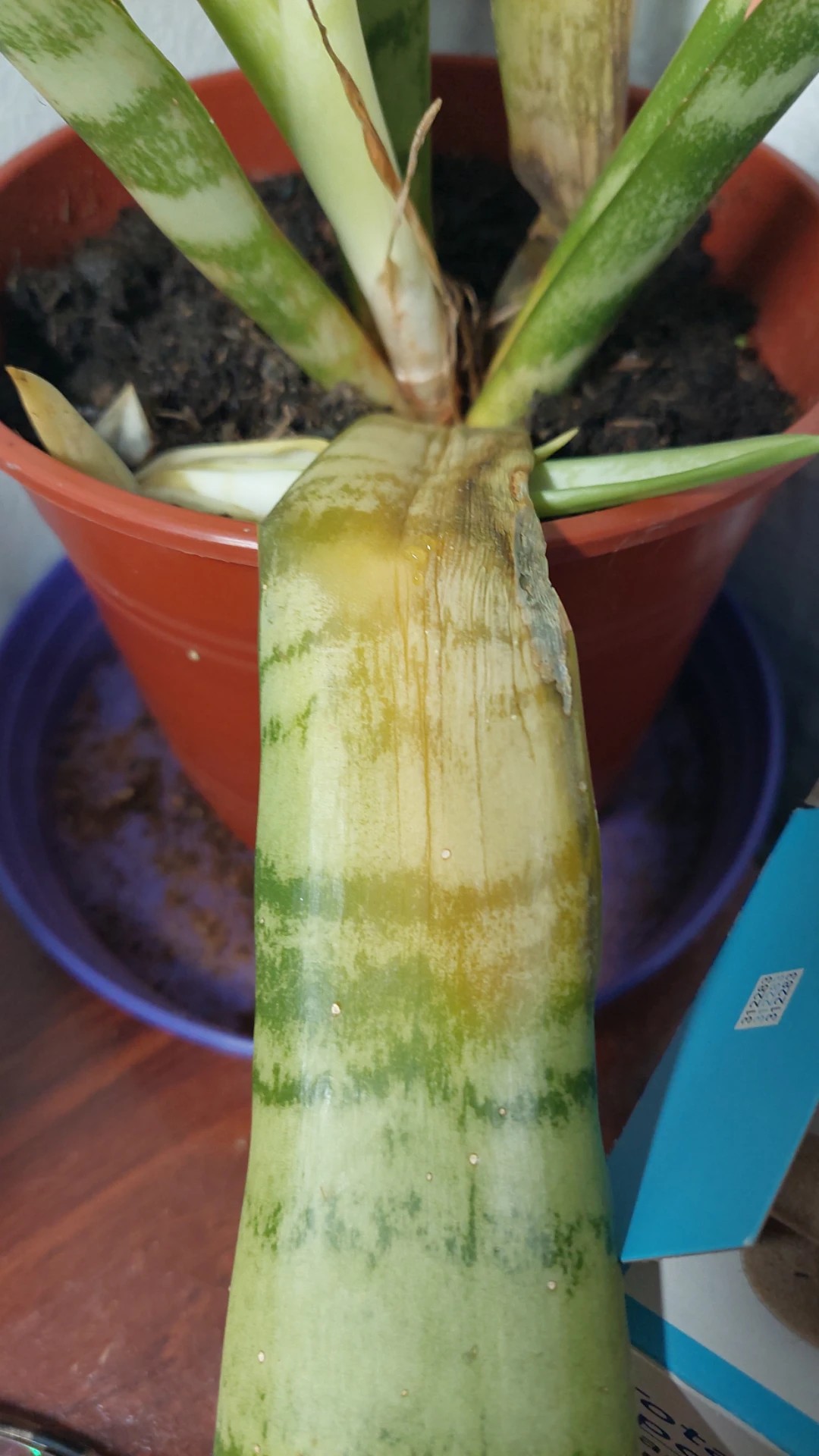 How to Treat Leaf rot Disease on Snake plant?