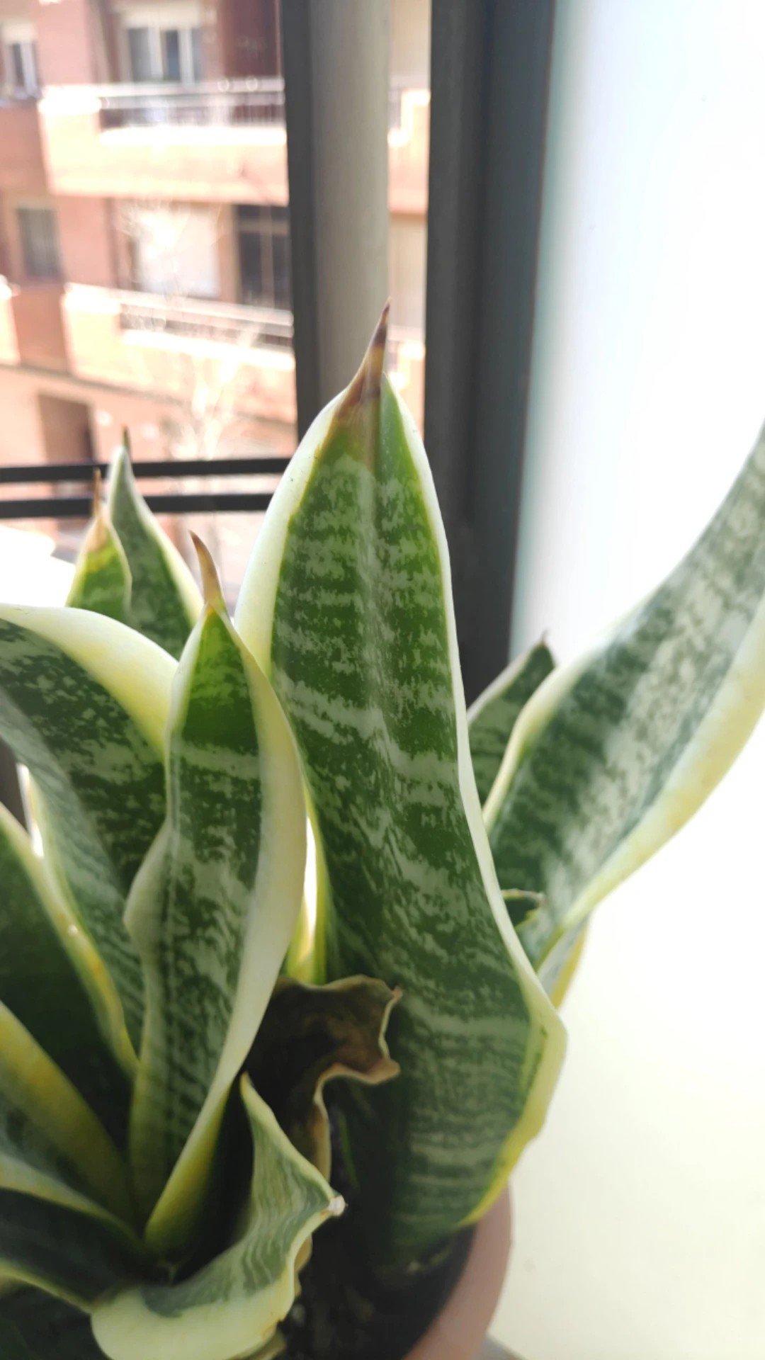 How to Treat Leaf rot Disease on Snake plant?