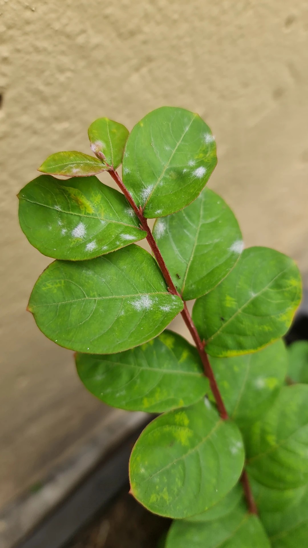 How to Treat Powdery mildew Disease on Crepe myrtle?