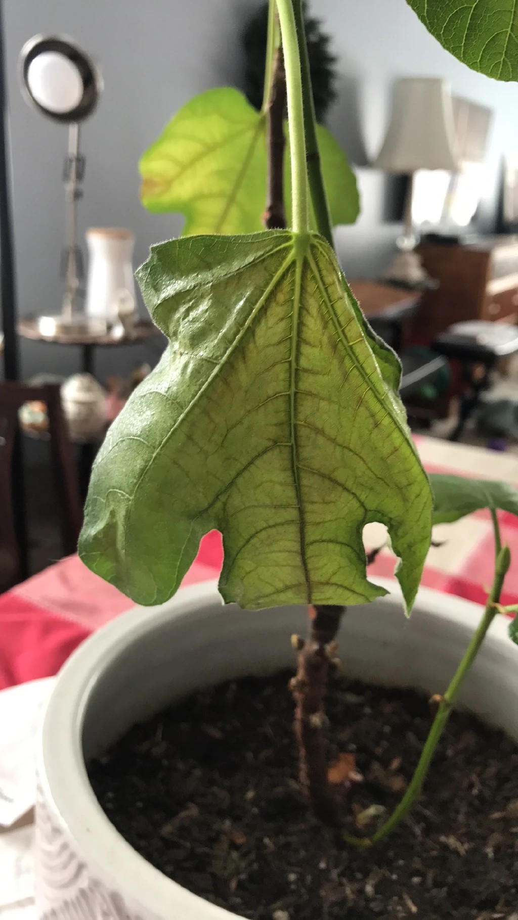 How to Treat Leaf rot Disease on Common fig?
