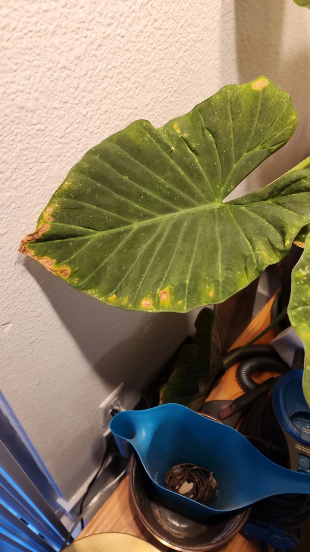 How to Treat Brown blotch yellow edge Disease on Giant taro?