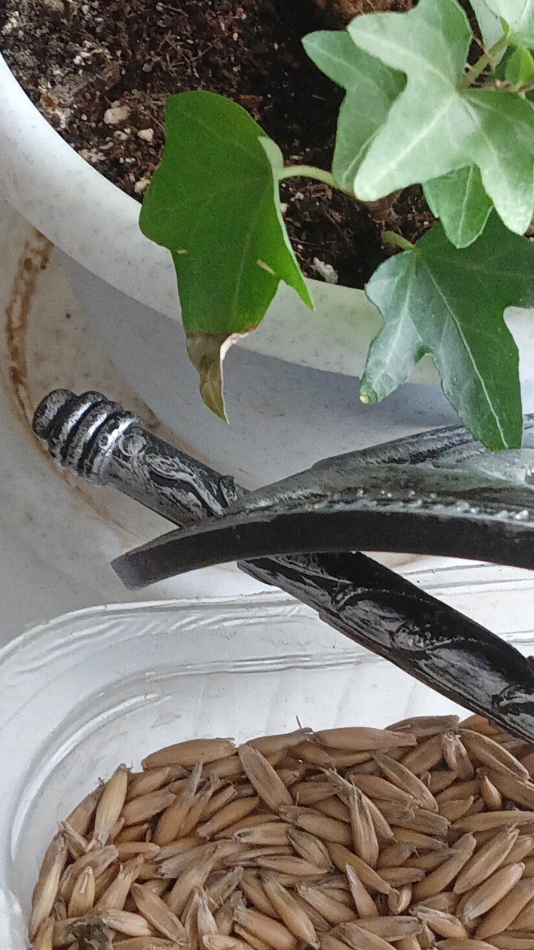 How to Treat Brown blotch Disease on English ivy?