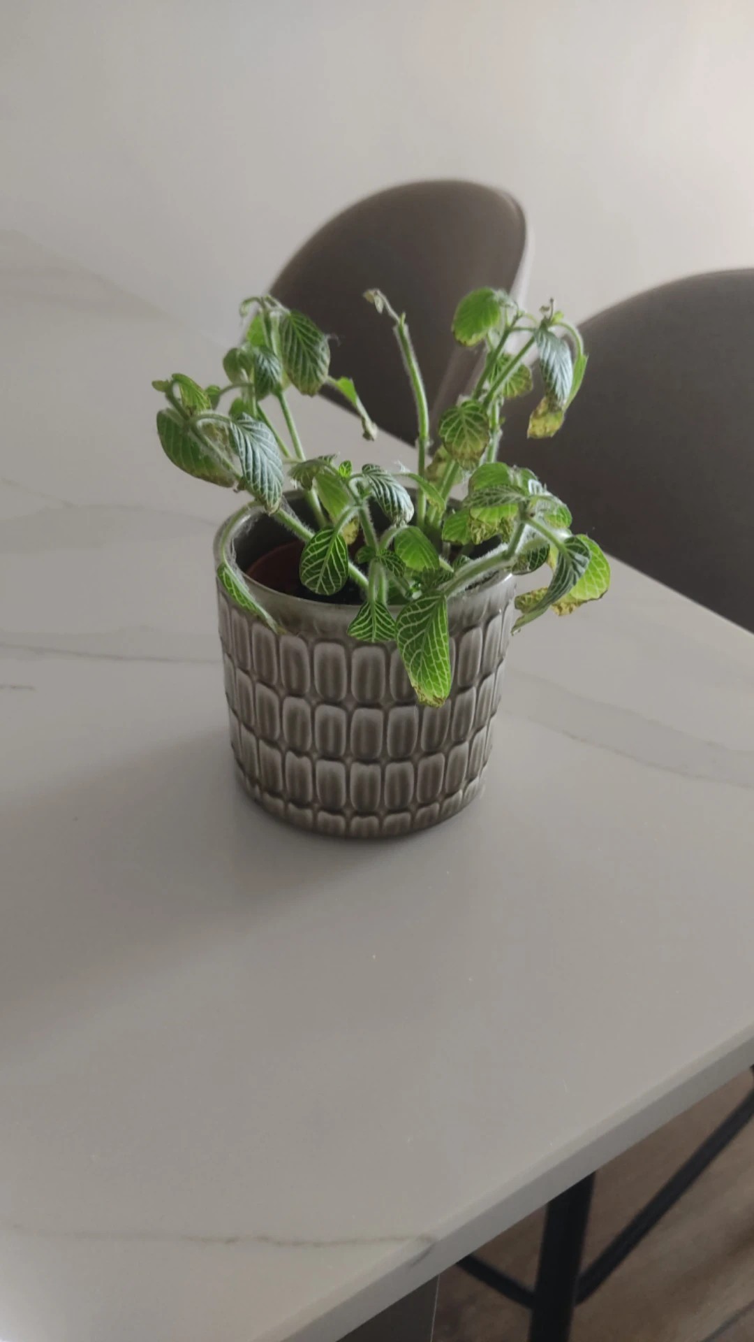 How to Treat Wilting Disease on Nerve plant?