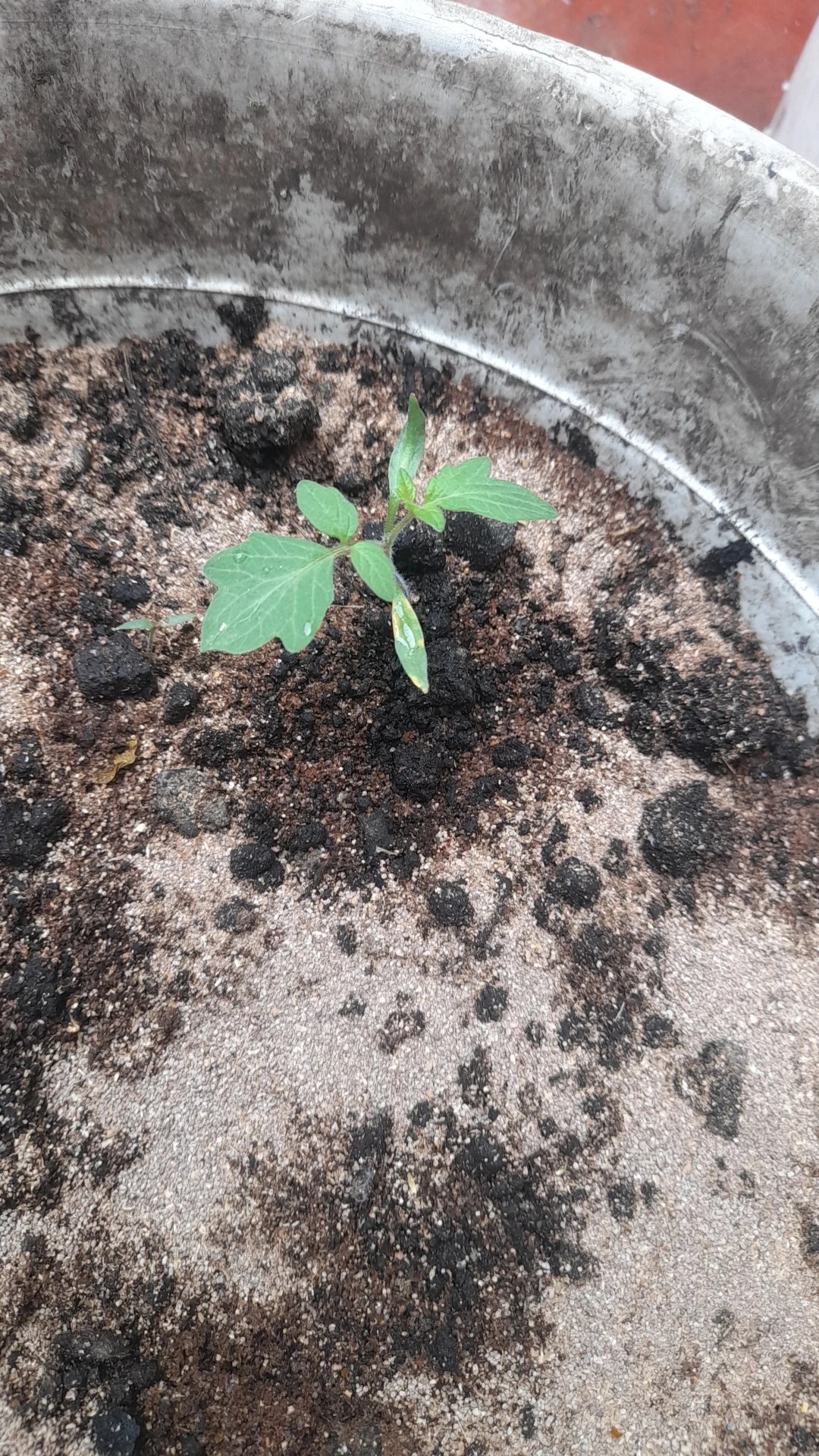 How to Treat Leaf rot Disease on Tomato?