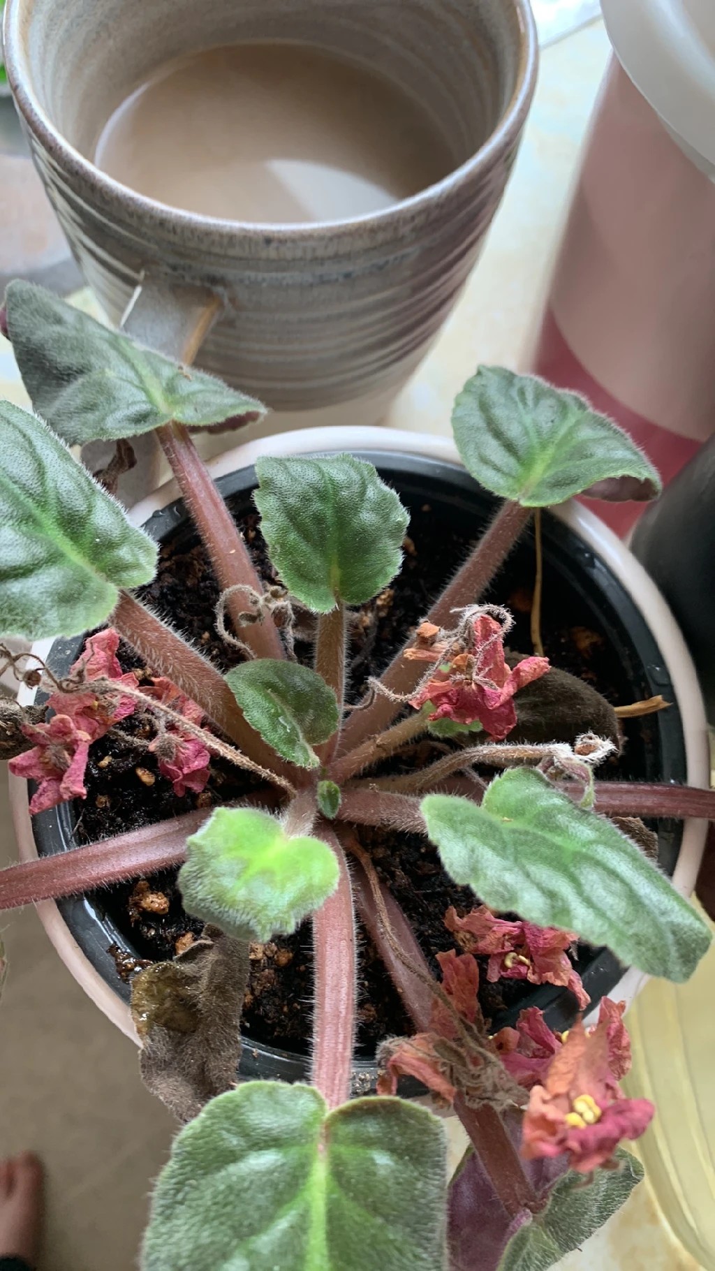 African Violet Leaves Drooping After Repotting