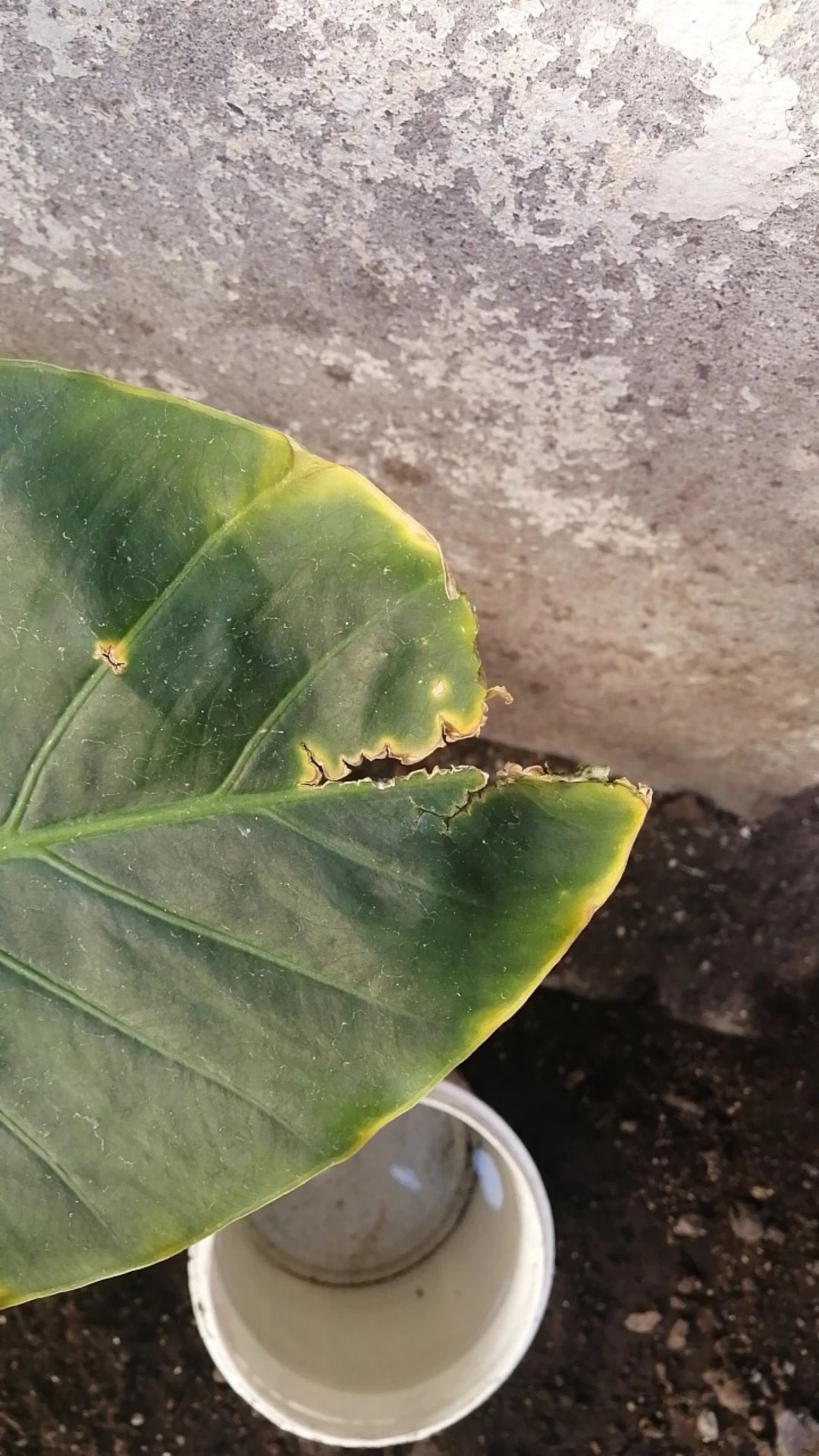 How to Treat Brown blotch yellow edge Disease on Giant taro?