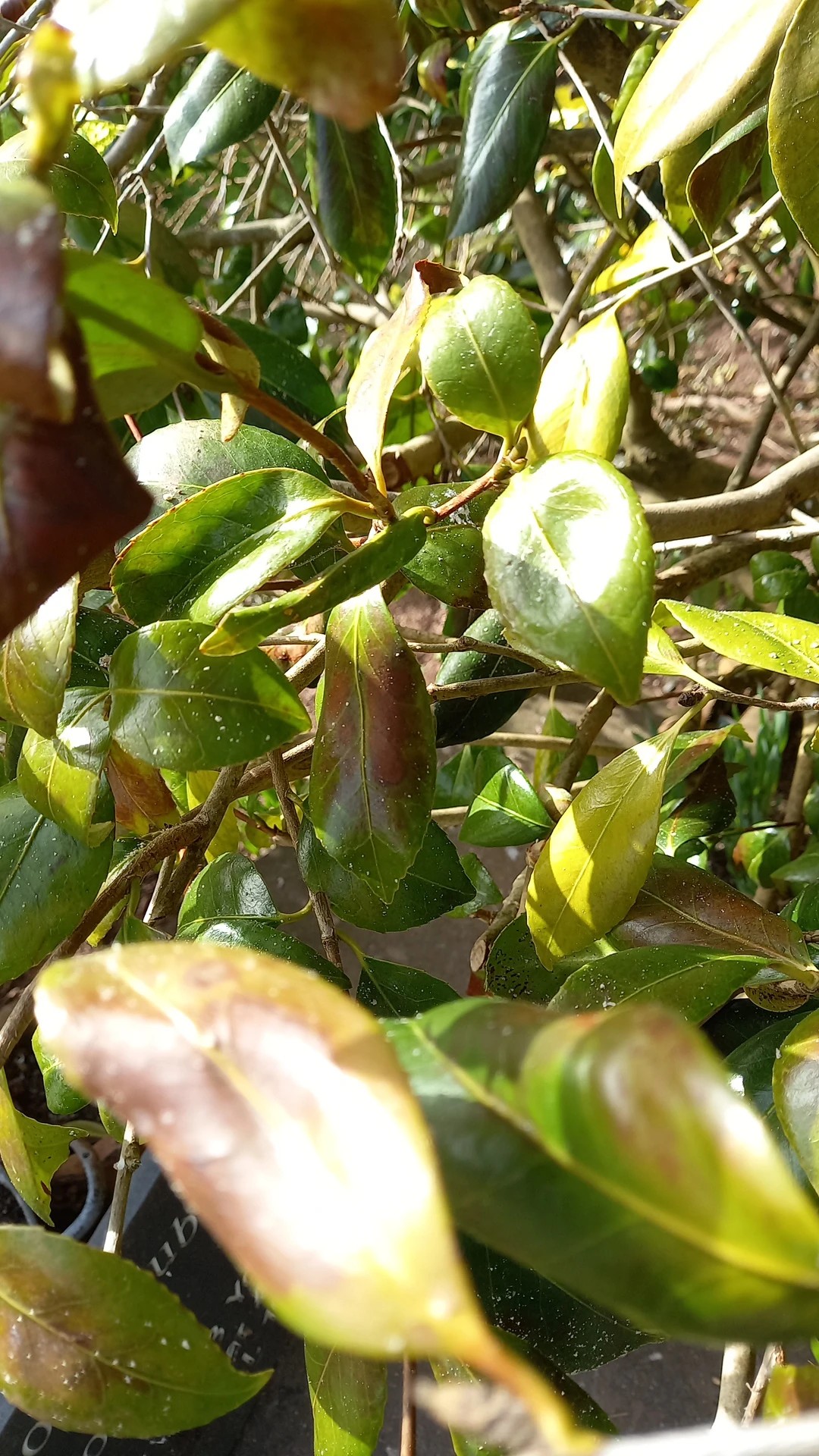 How to Treat Leaf rot Disease on Japanese camellia?