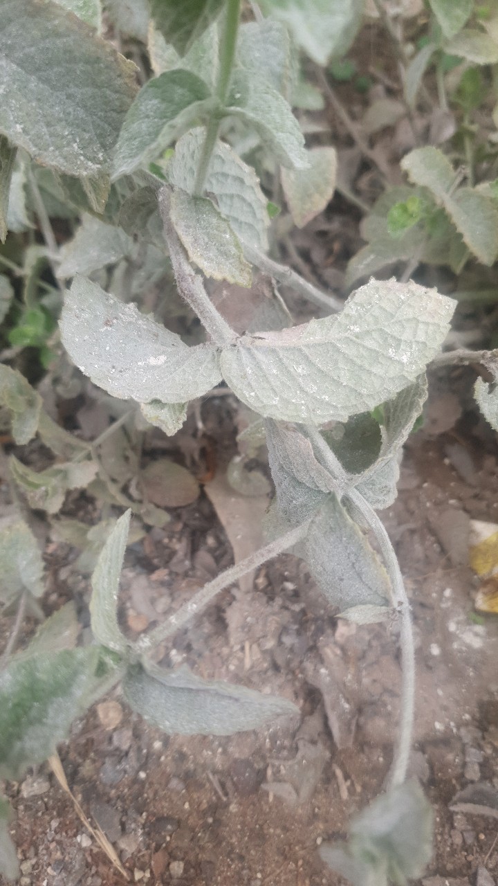 How to Treat Powdery mildew Disease on Apple mint?