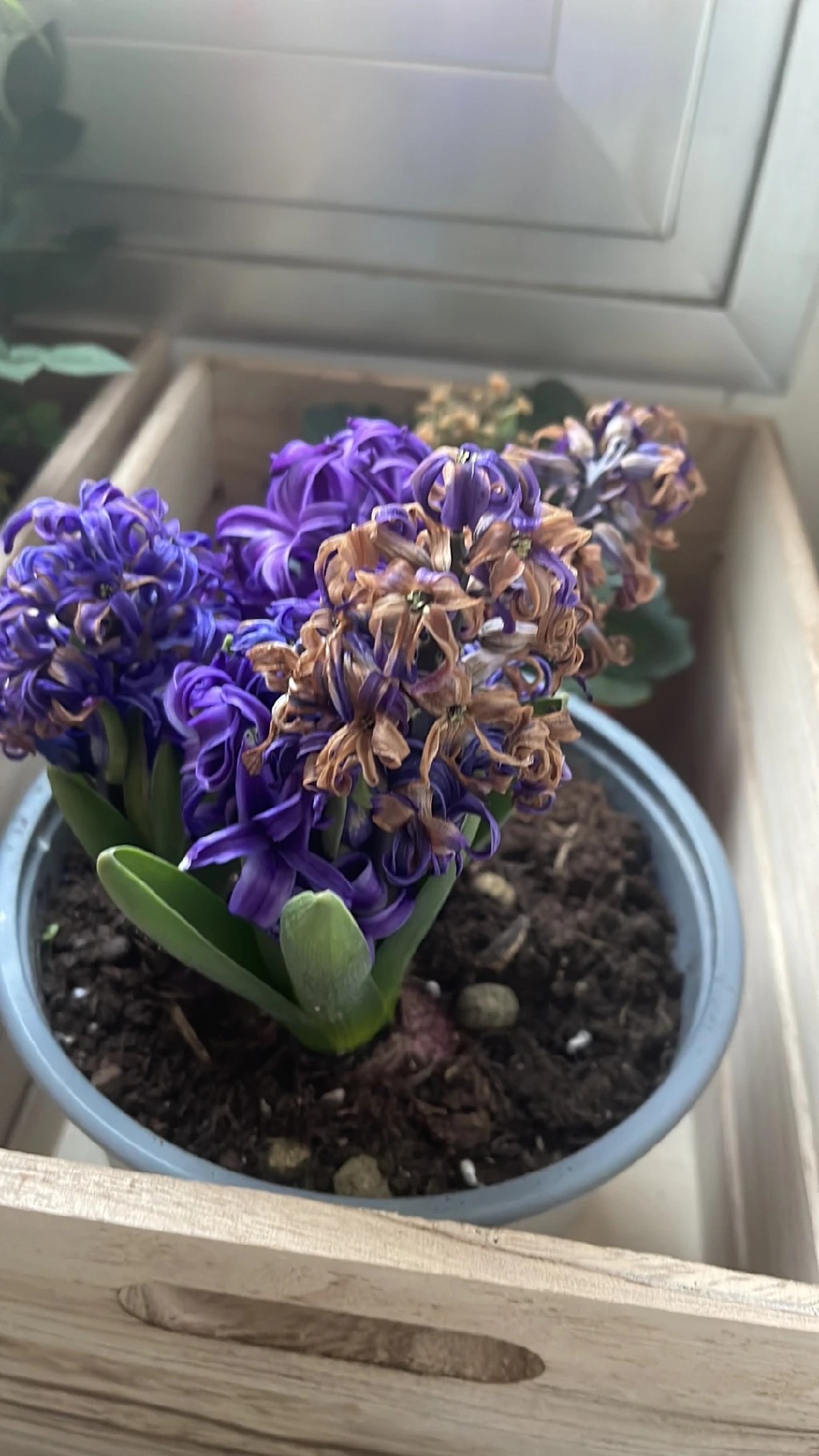 How to Treat Leaf rot Disease on Common hyacinth?