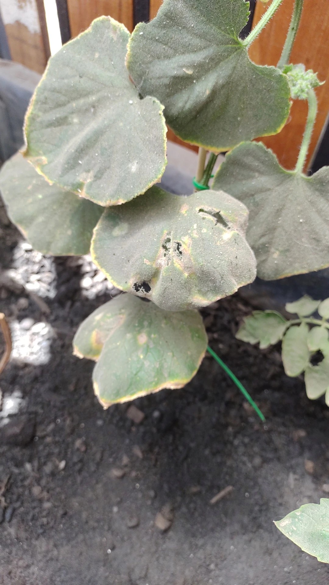 How to Treat Brown blotch yellow edge Disease on Cucumber?