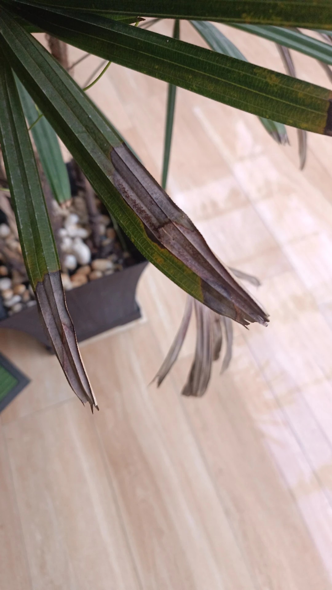 Comment traiter la maladie Brûlure des feuilles pour Palmier bambou