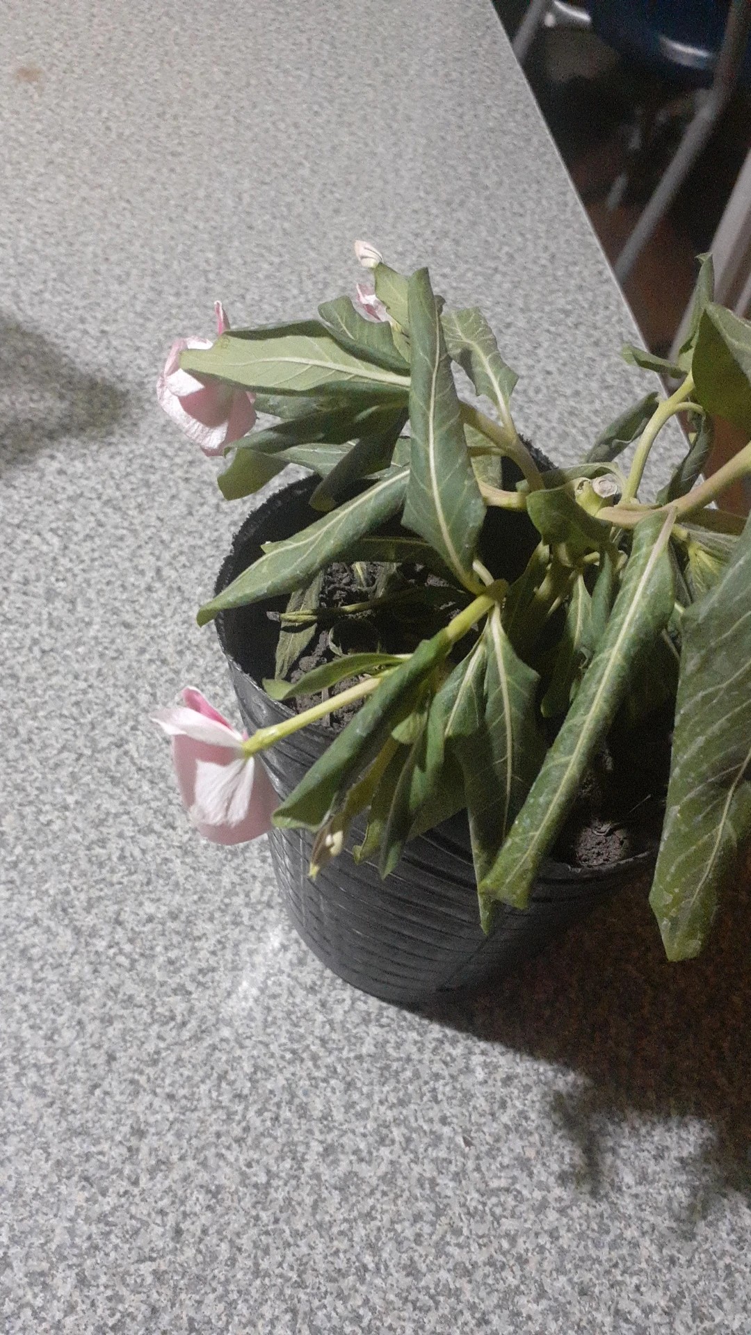 How to Treat Wilting Disease on Madagascar periwinkle?