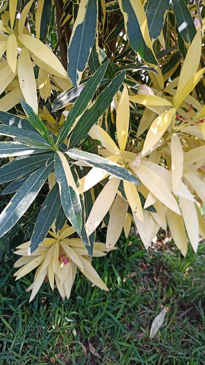 How to Treat Brown blotch Disease on Oleander?