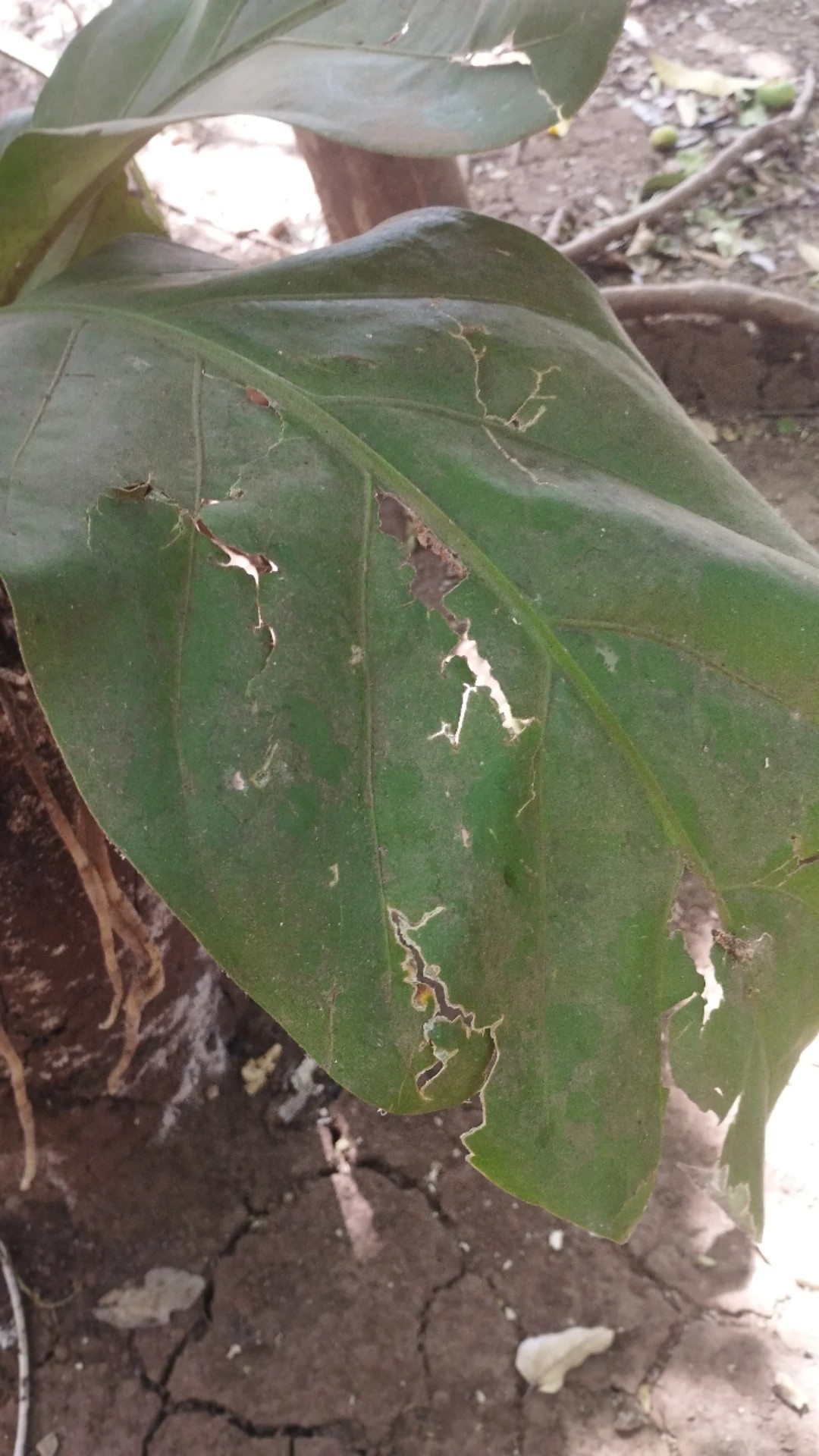 How to Treat Caterpillars Disease on Giant taro?