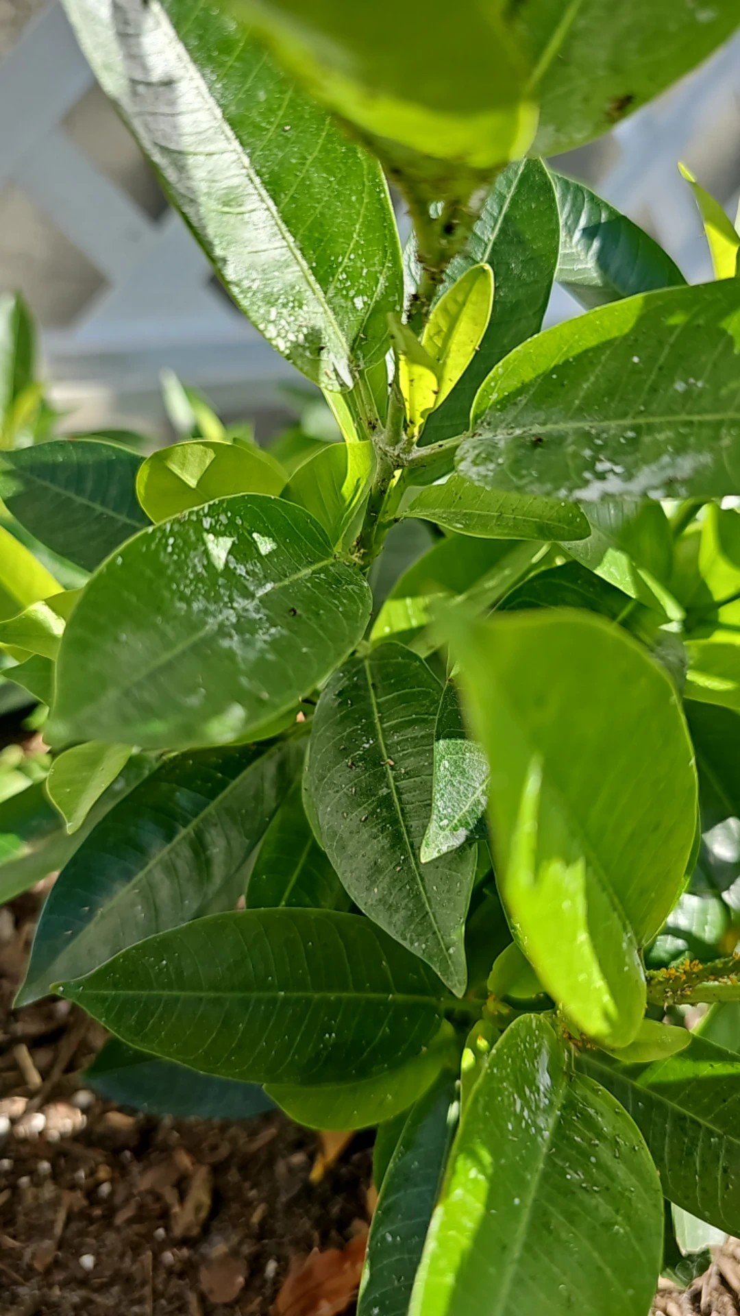 How to Treat Aphids Disease on Brazilian jasmine?