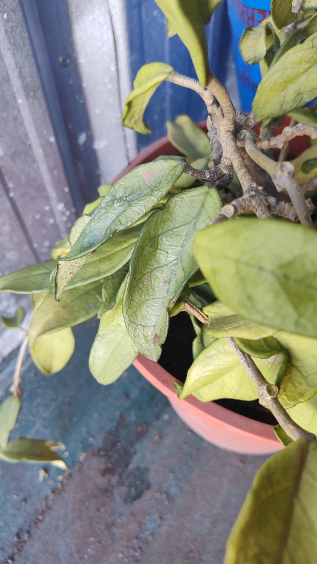 How to Treat Wilting Disease on Porcelainflower?