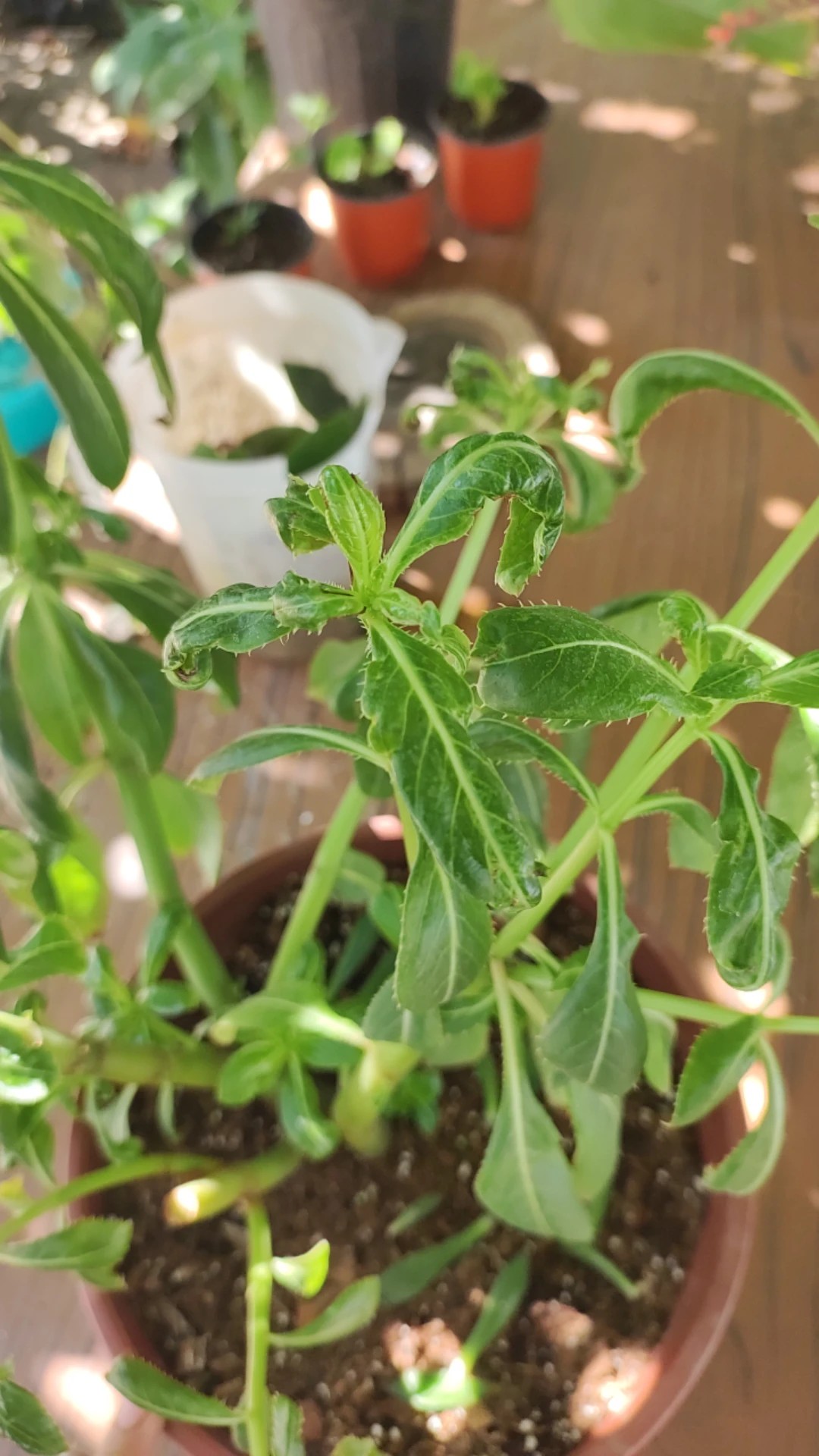 How to Treat Leaf rot Disease on Madagascar periwinkle?